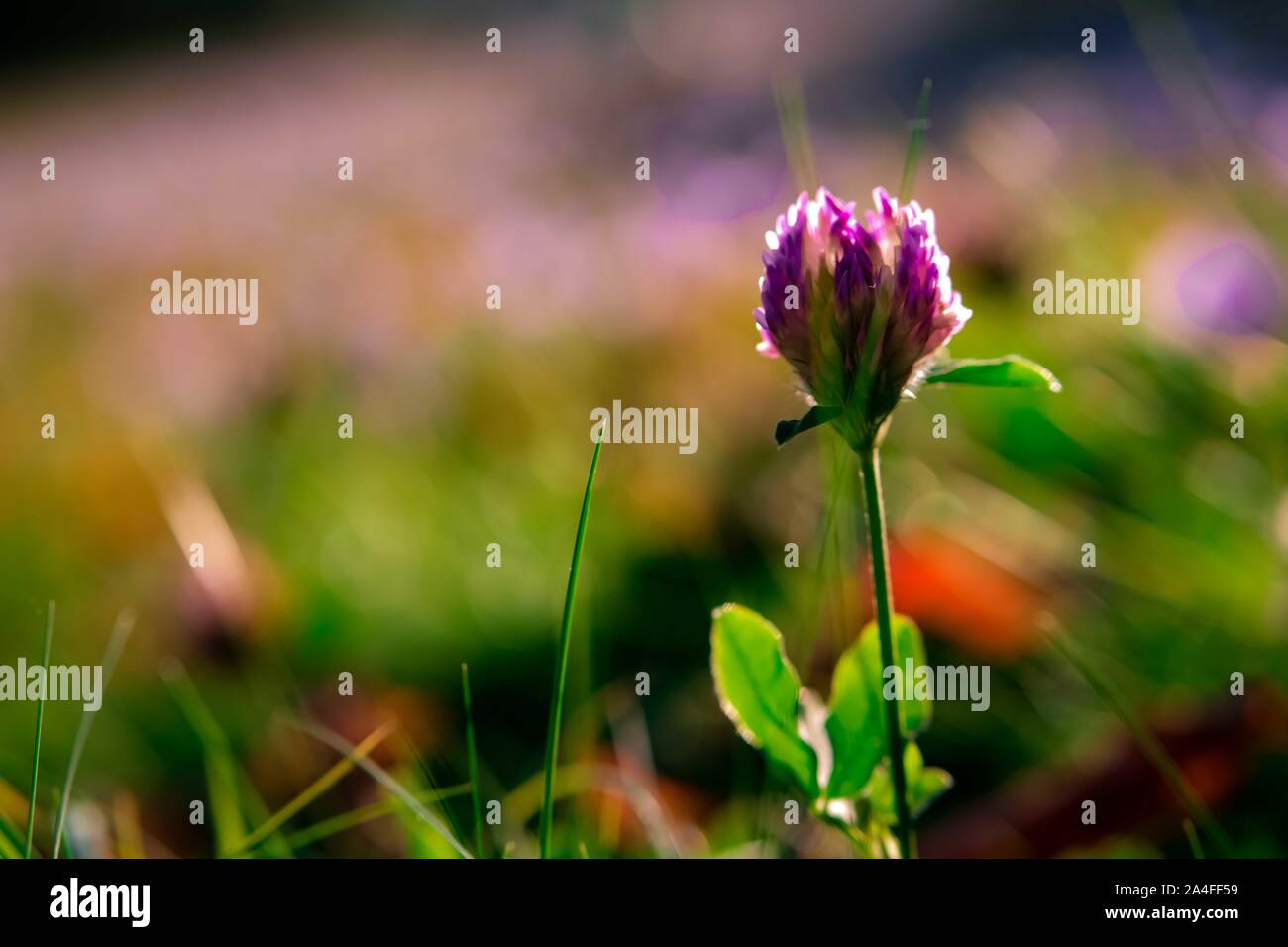 Beauty clover hi-res stock photography and images - Alamy