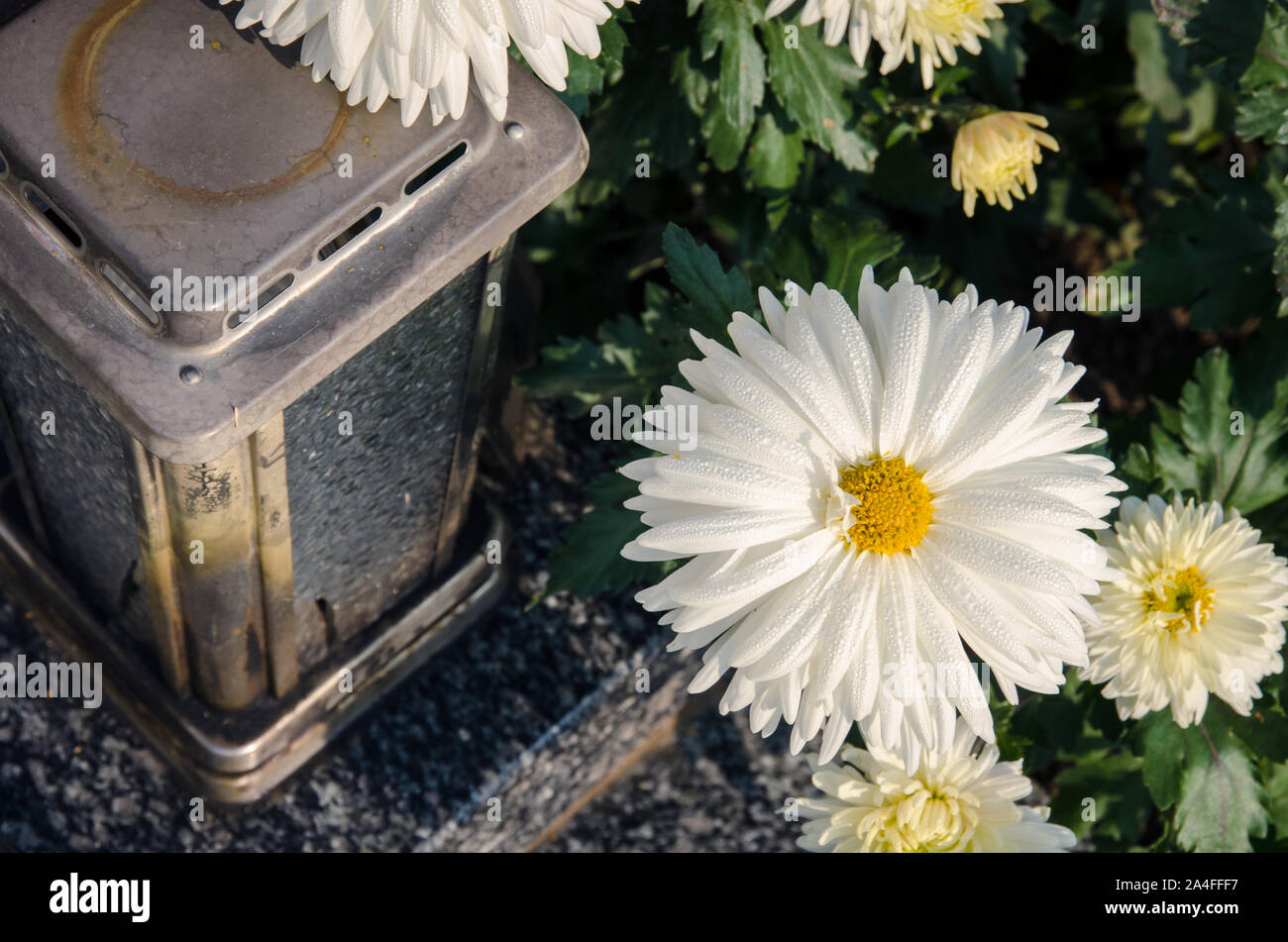 all saints day with white chrysanthemum flower and lantern on the grave ...