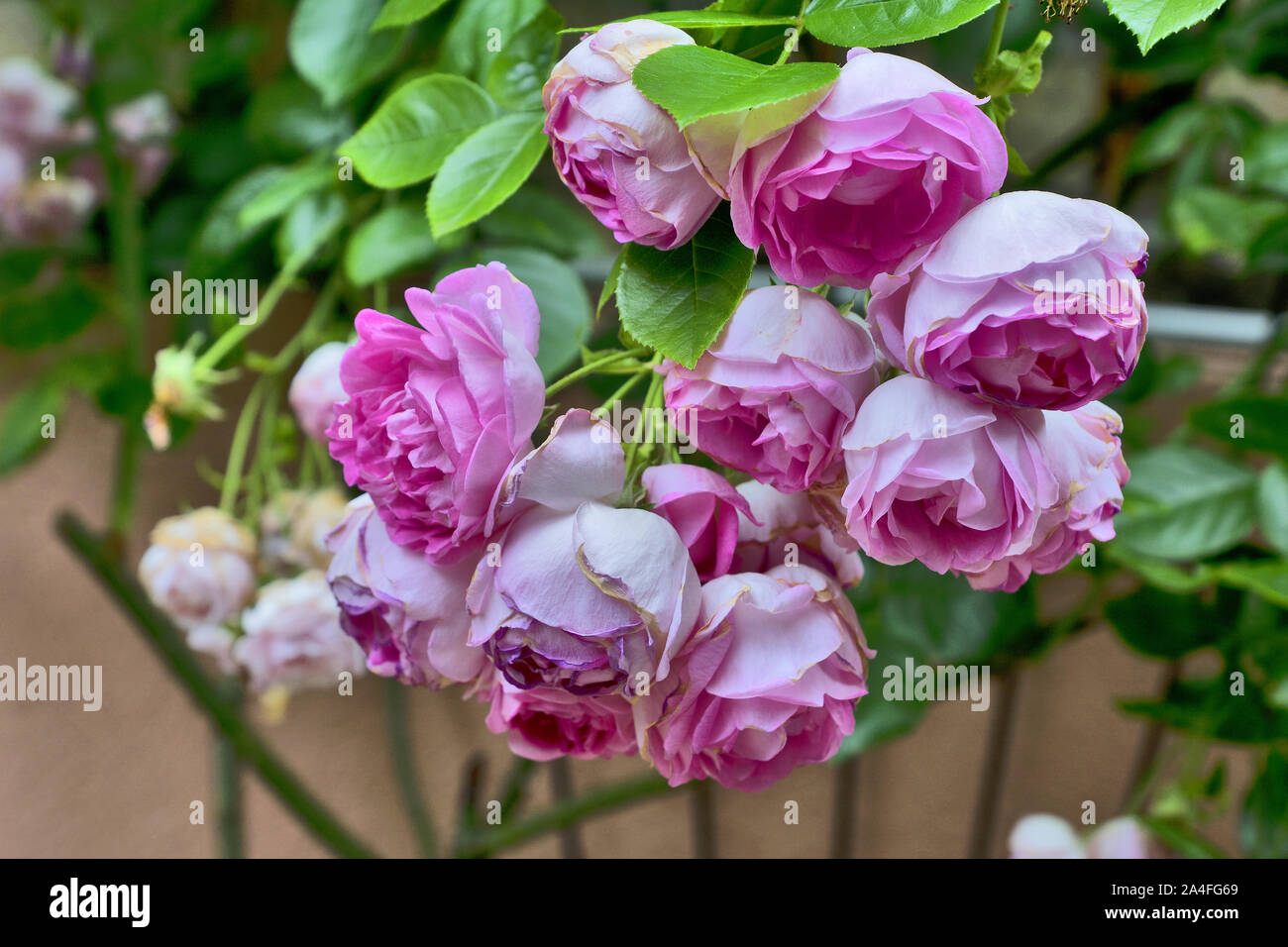Old English Flower High Resolution Stock Photography and Images - Alamy