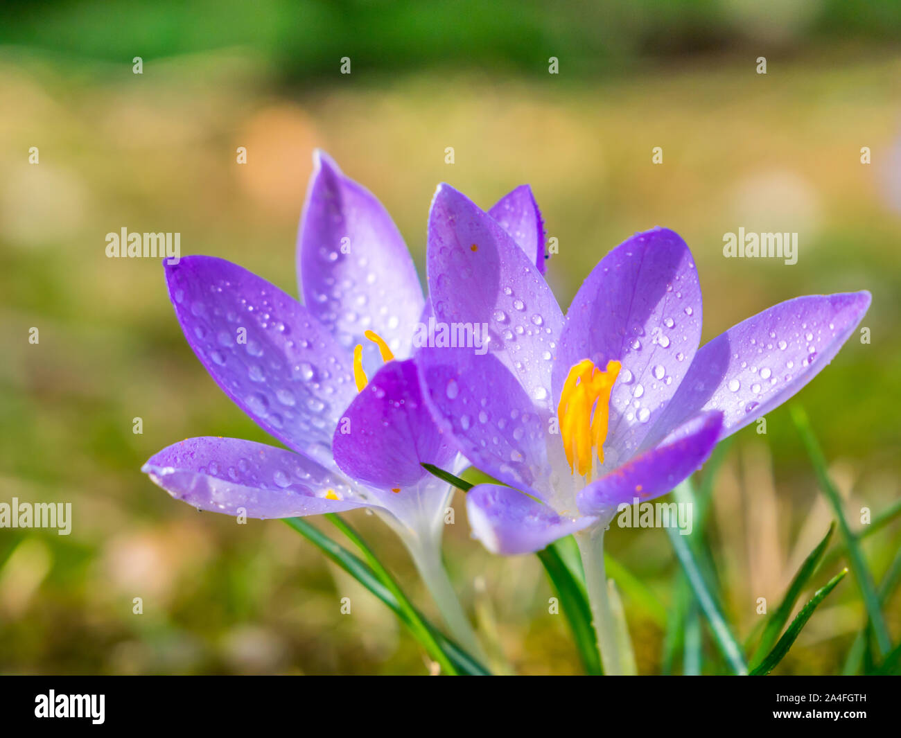 Banner crocus hi-res stock photography and images - Alamy
