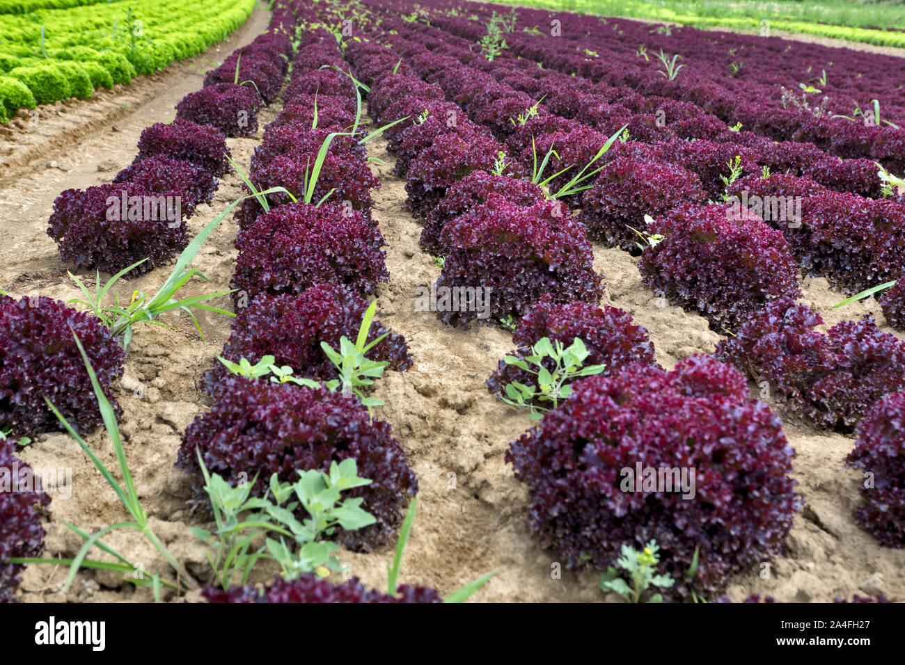 Lollo Bianco High Resolution Stock Photography and Images - Alamy