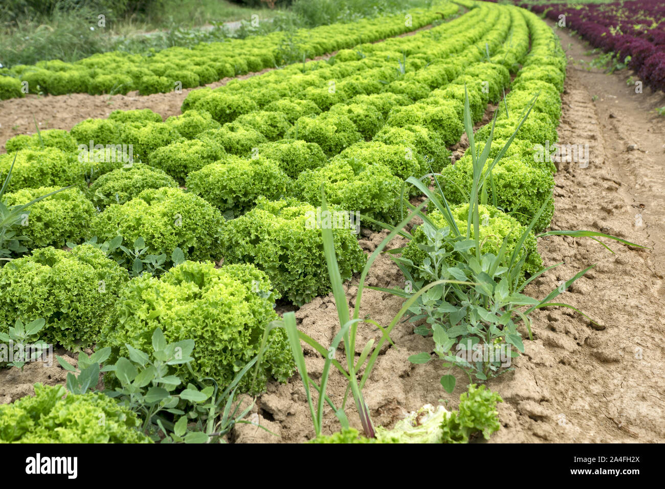 lollo bianco salad field Stock Photo - Alamy