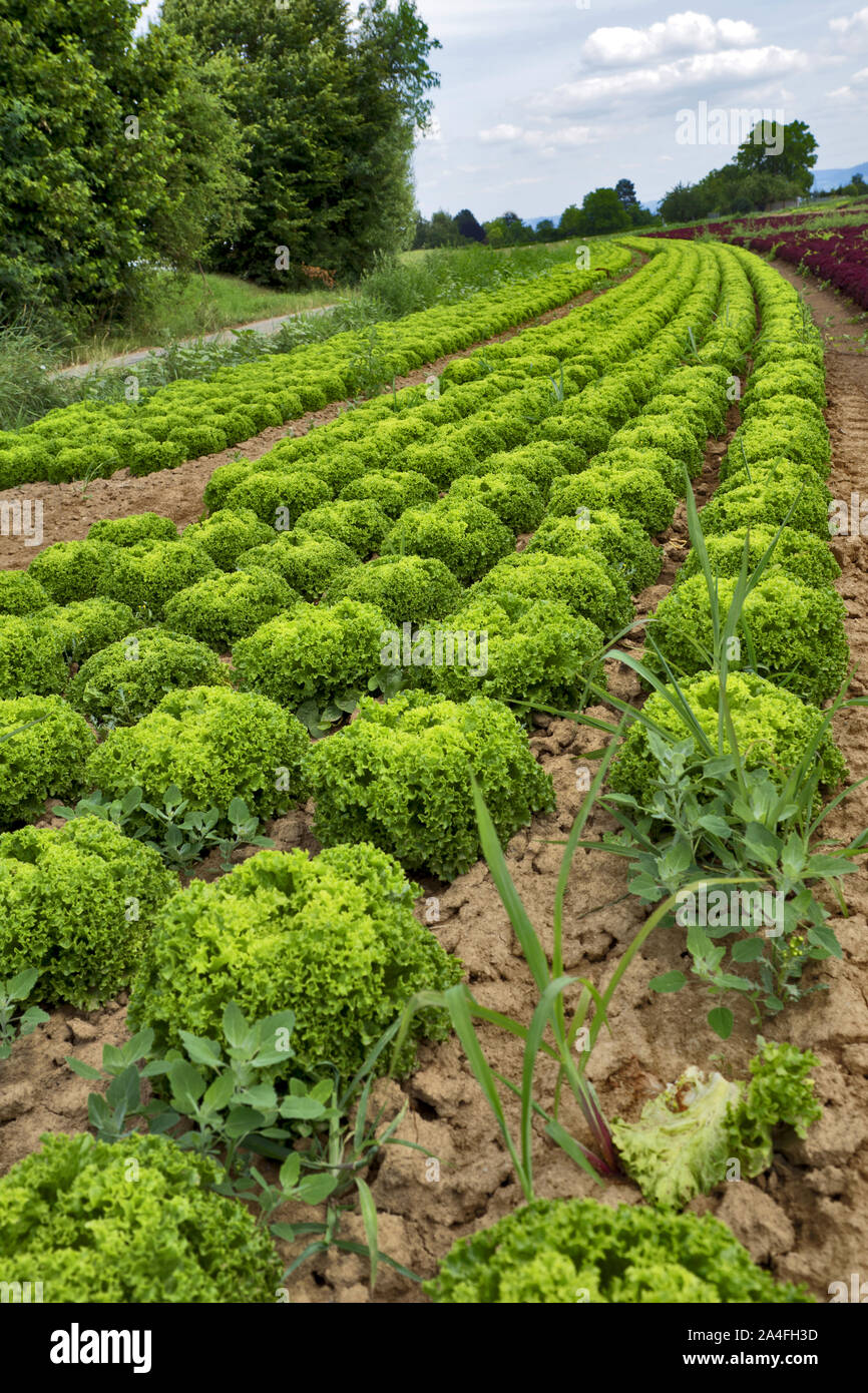 Lollo bianco hi-res stock photography and images - Alamy