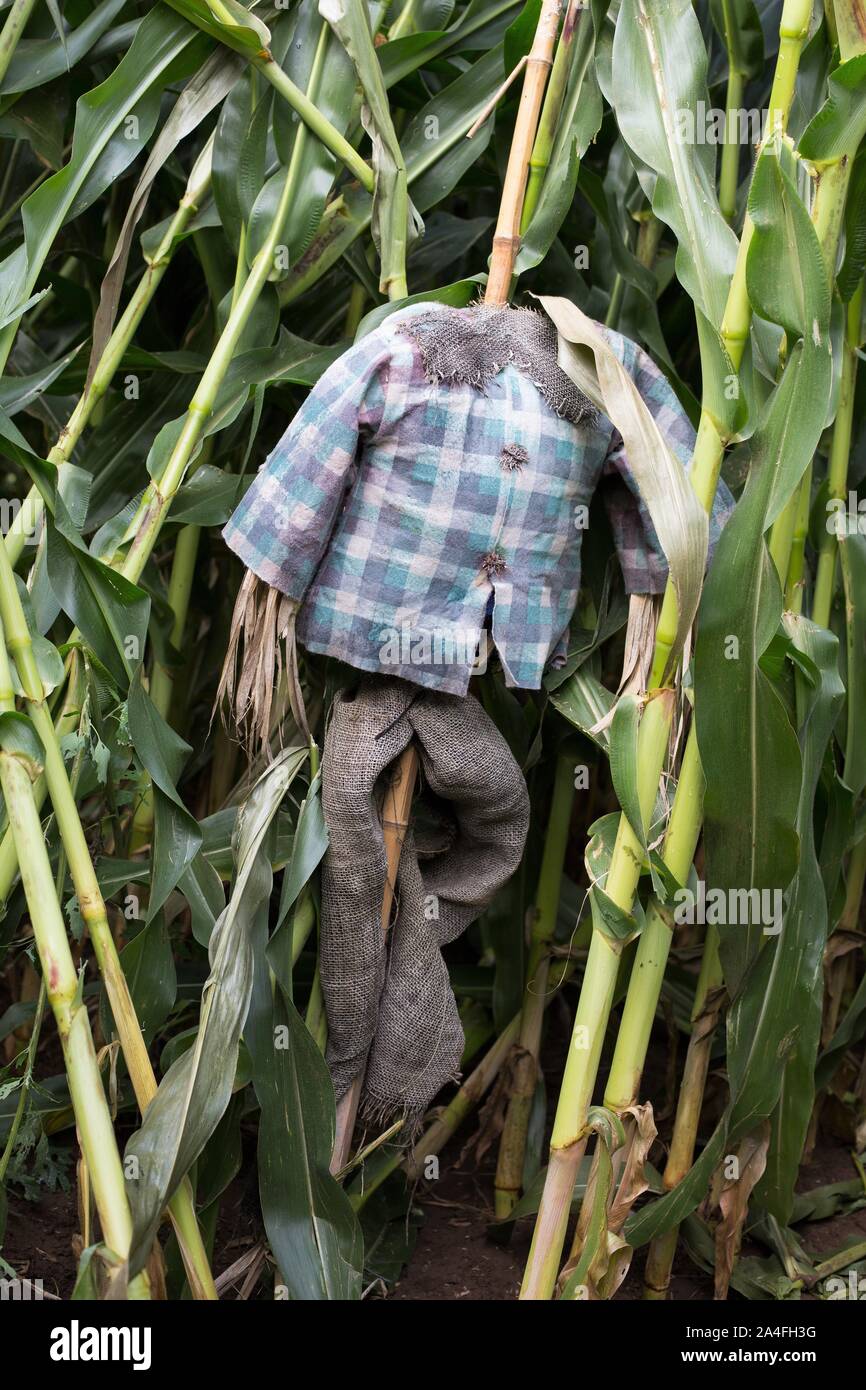 Creepy Field High Resolution Stock Photography and Images - Alamy