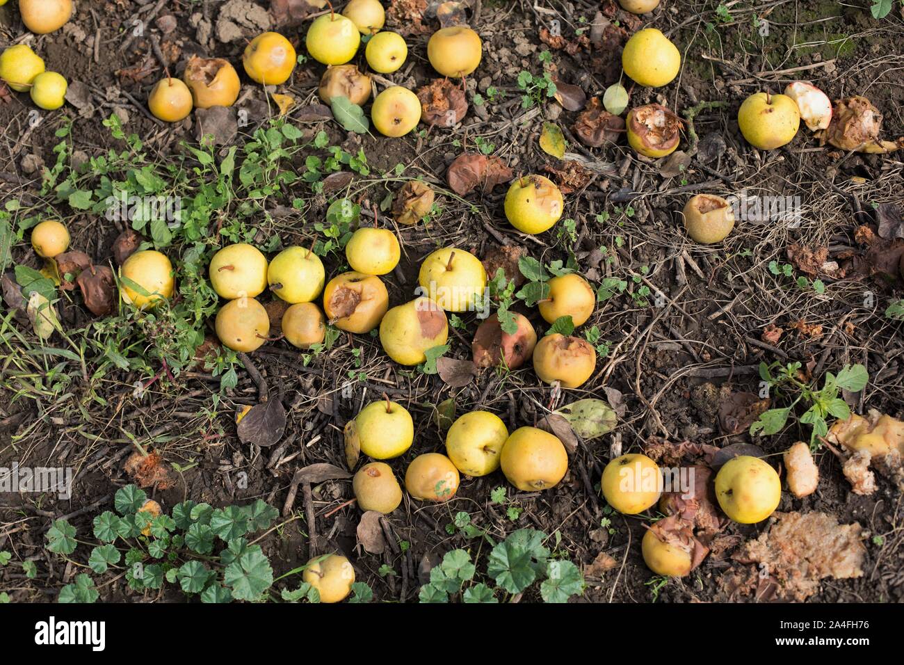 Decaying apples on the ground underneath an apple tree Stock Photo - Alamy