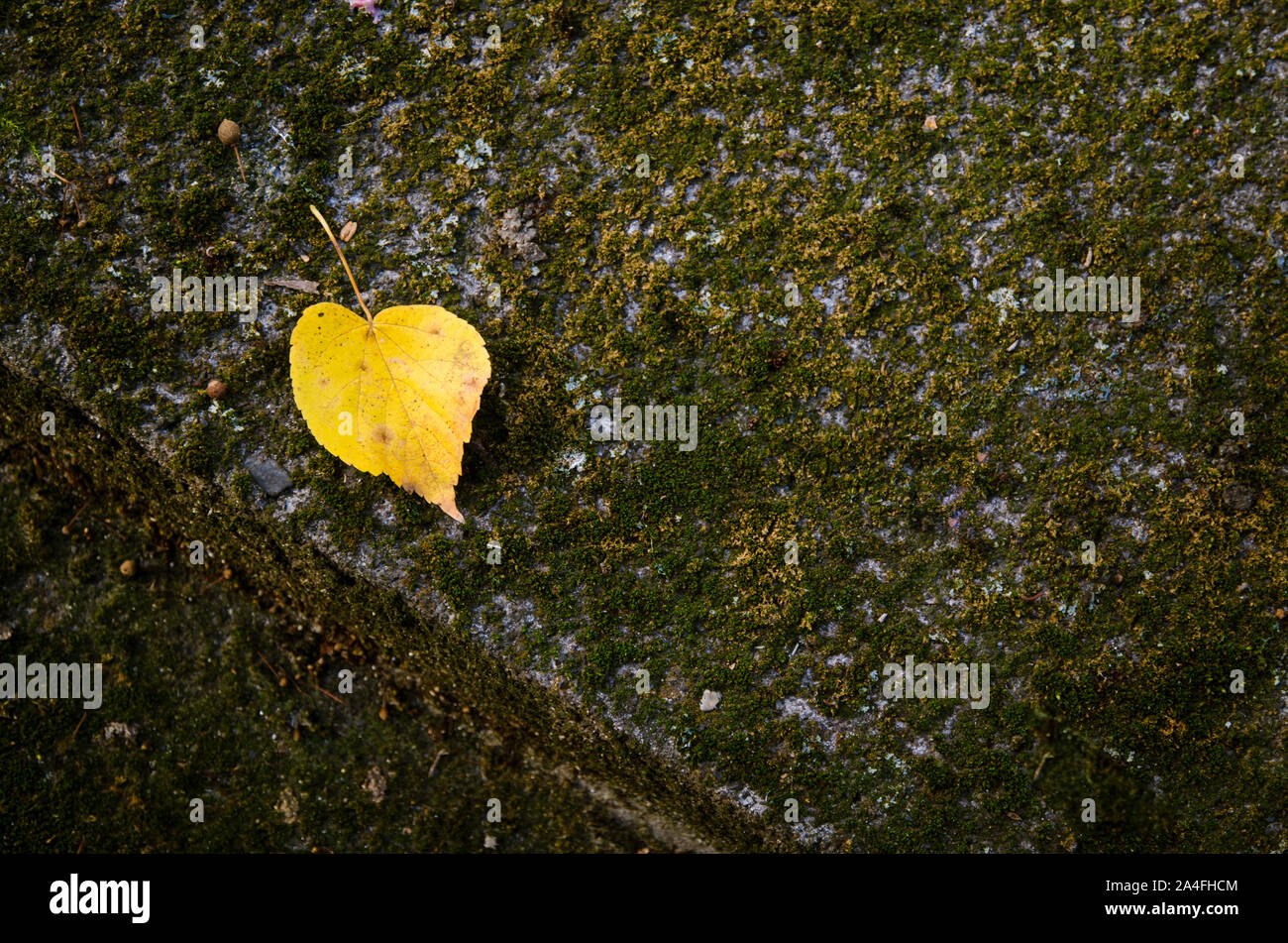 Leaf memorial remember death hi-res stock photography and images - Alamy