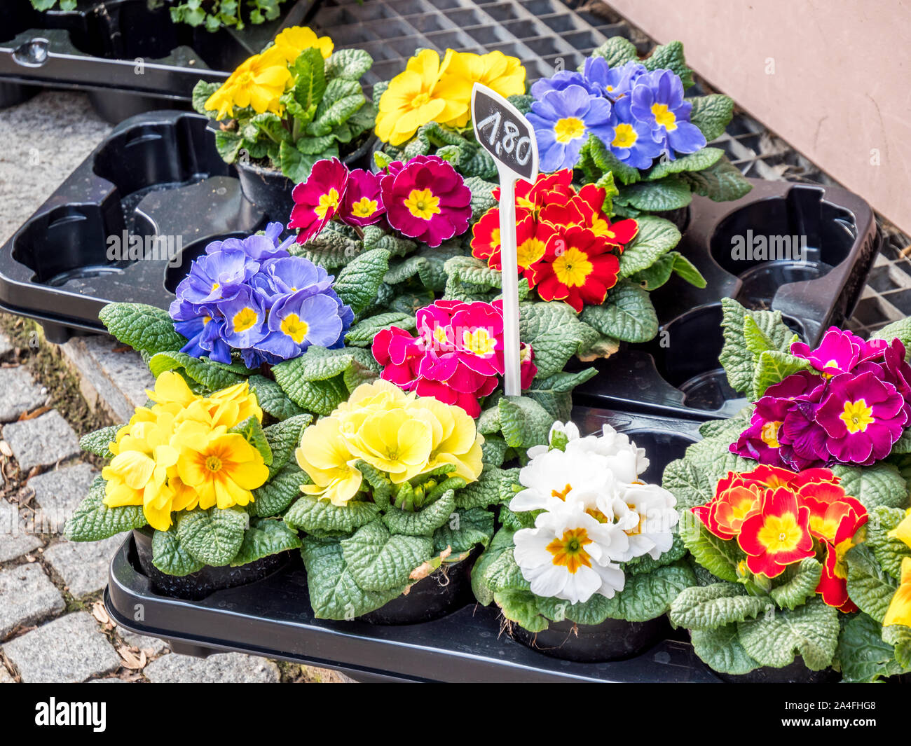 Primula Garden Flower Shop Stock Photo - Alamy