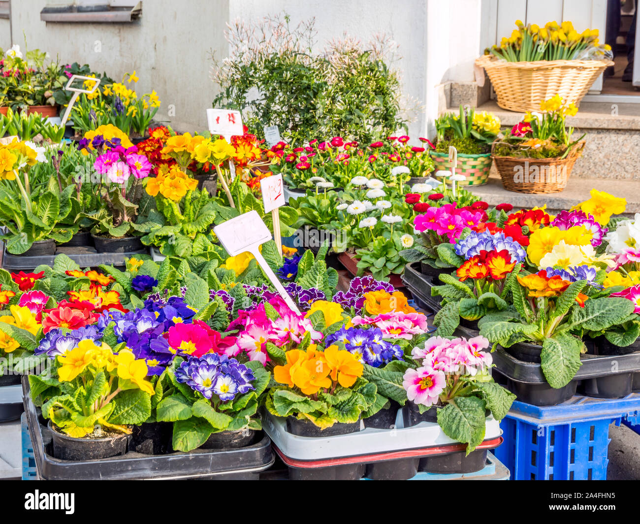 Flowers in the spring flower shop Stock Photo - Alamy