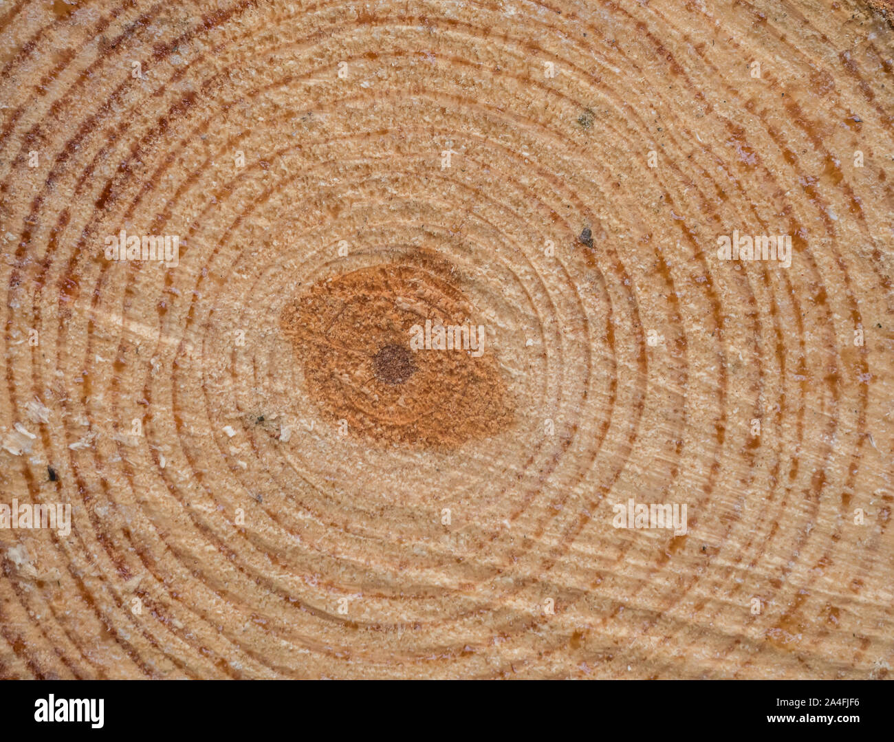 Tree Rings Template Stock Photo - Alamy