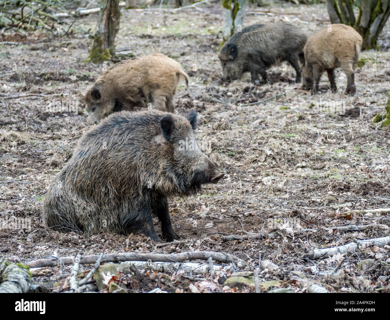 Wild boar in the forest Stock Photo - Alamy