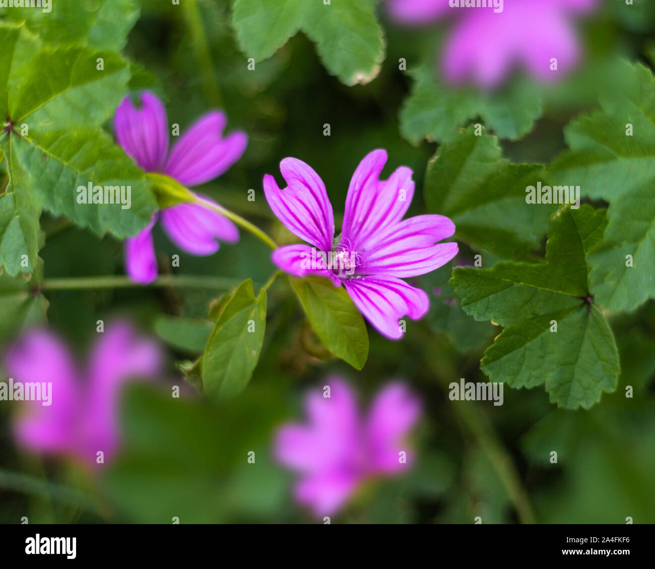Malva sylvestris is a species of the mallow genus Malva in the family ...
