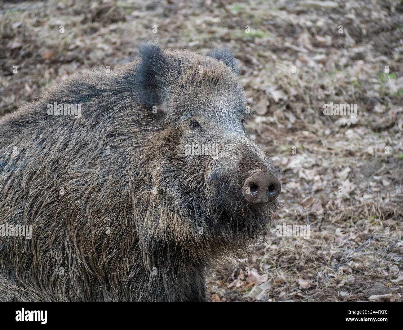 boar in the wild Stock Photo - Alamy