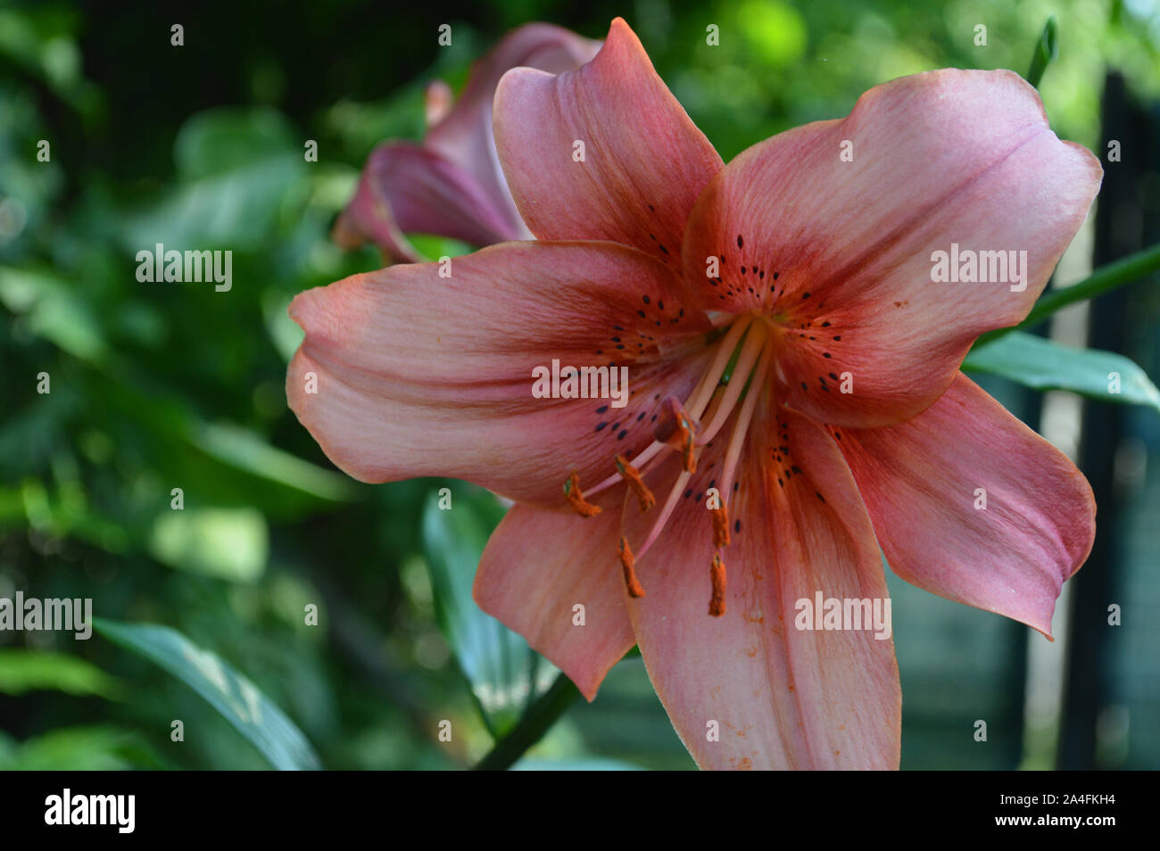 Asiatic Hybrid Lily (Lilium) in garden Stock Photo - Alamy