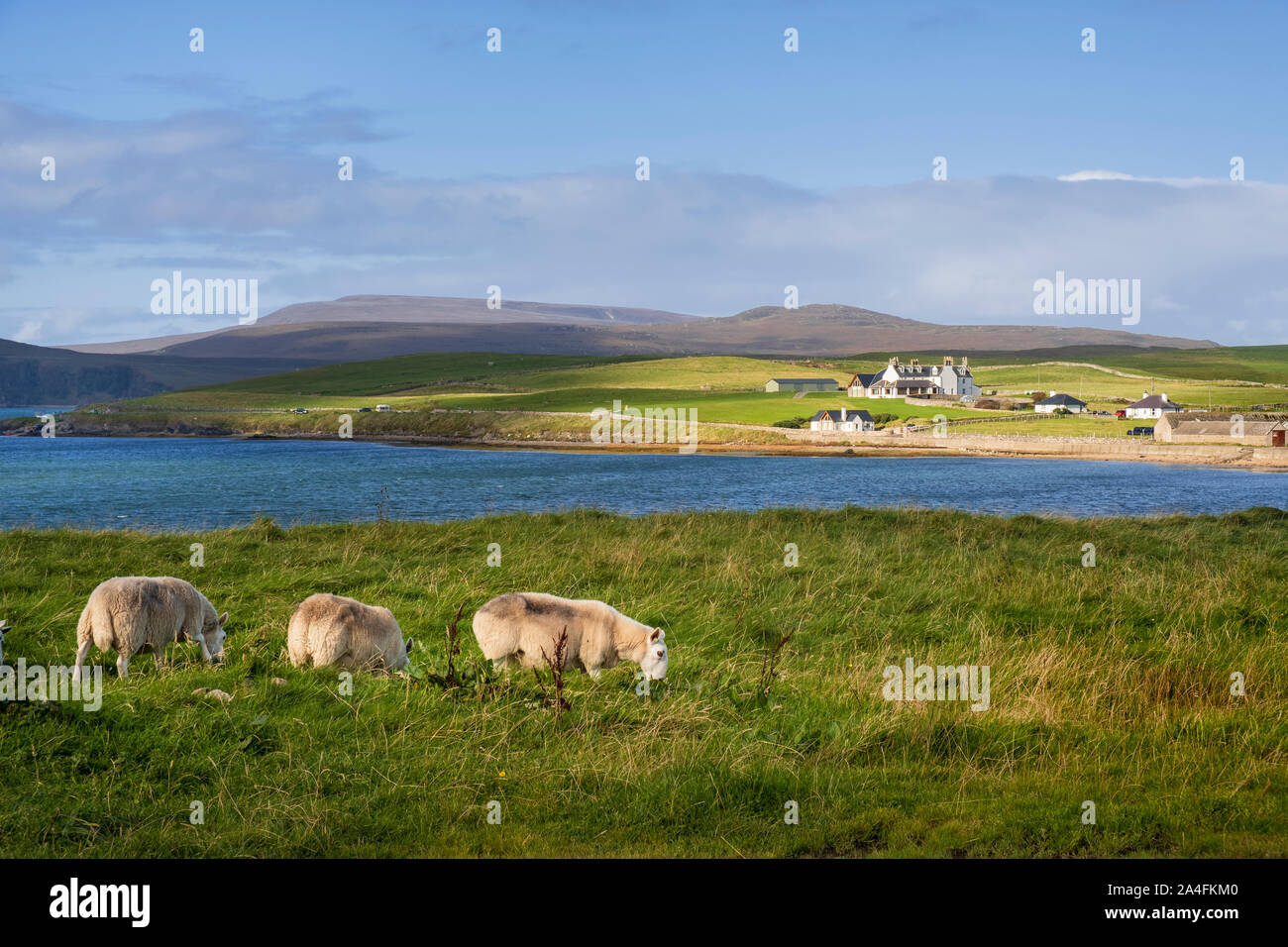 Scottish sheep grazing hi-res stock photography and images - Alamy