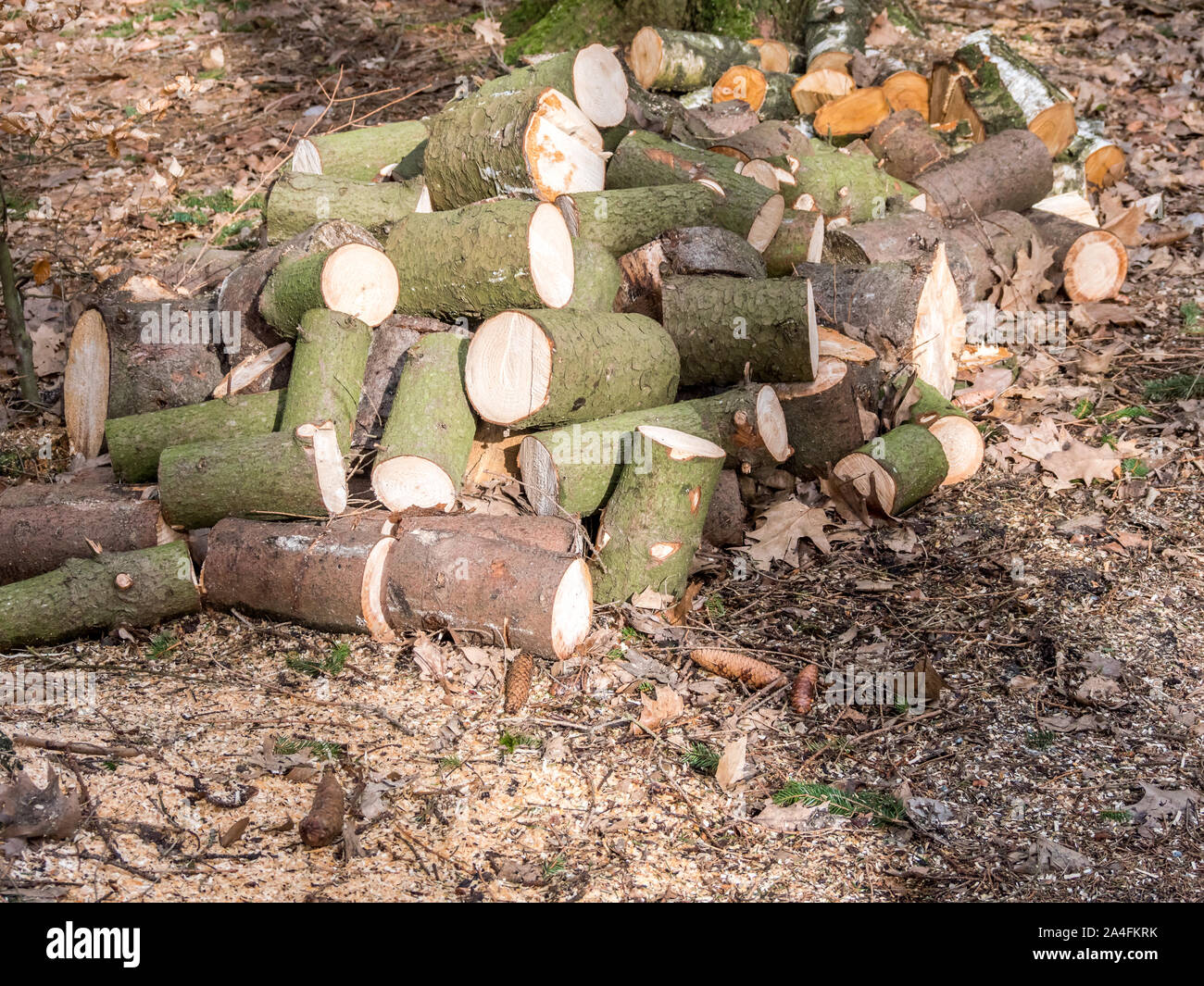 Illegal felling of trees hi-res stock photography and images - Alamy