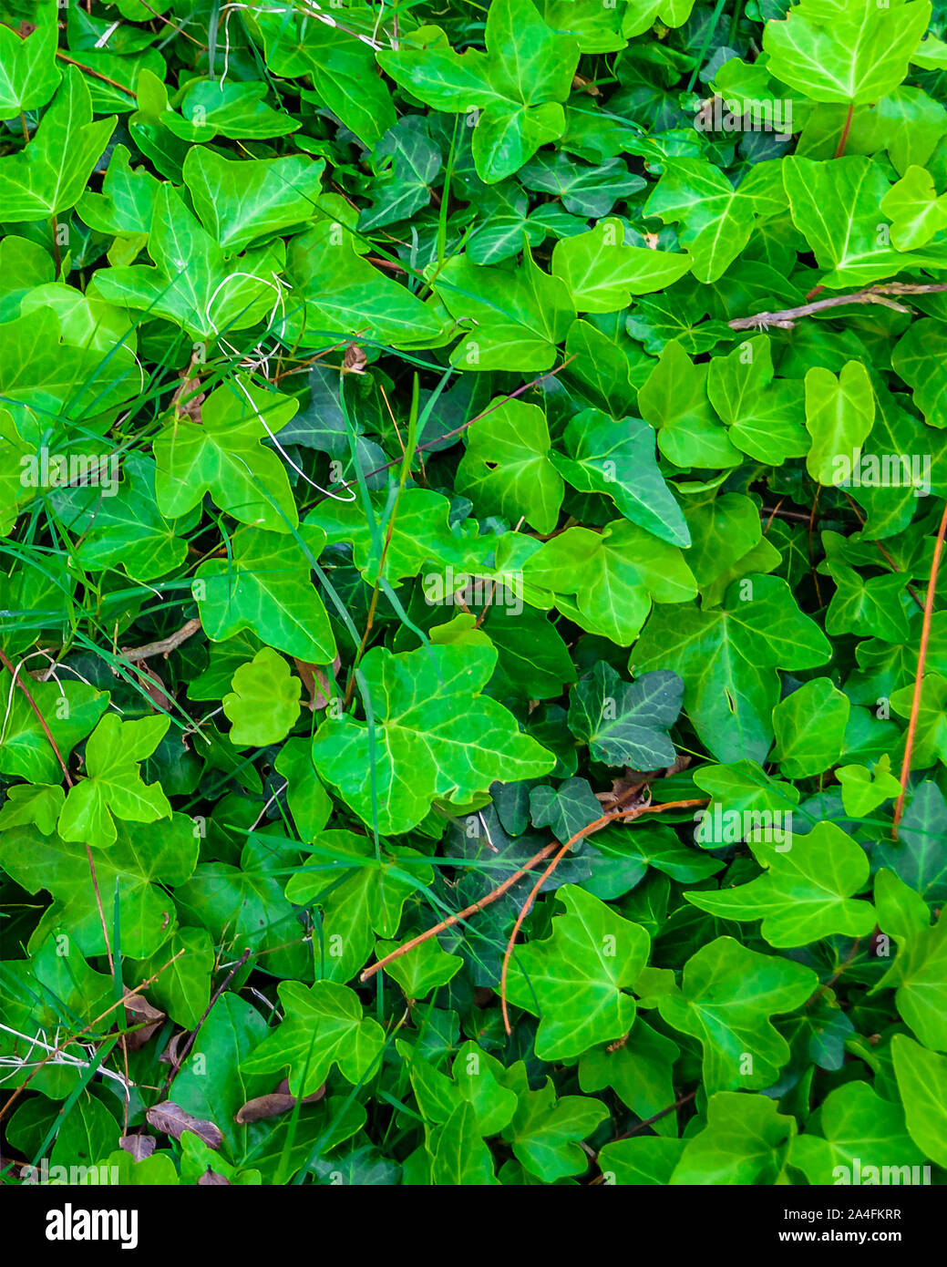 Green plants texture hi-res stock photography and images - Alamy