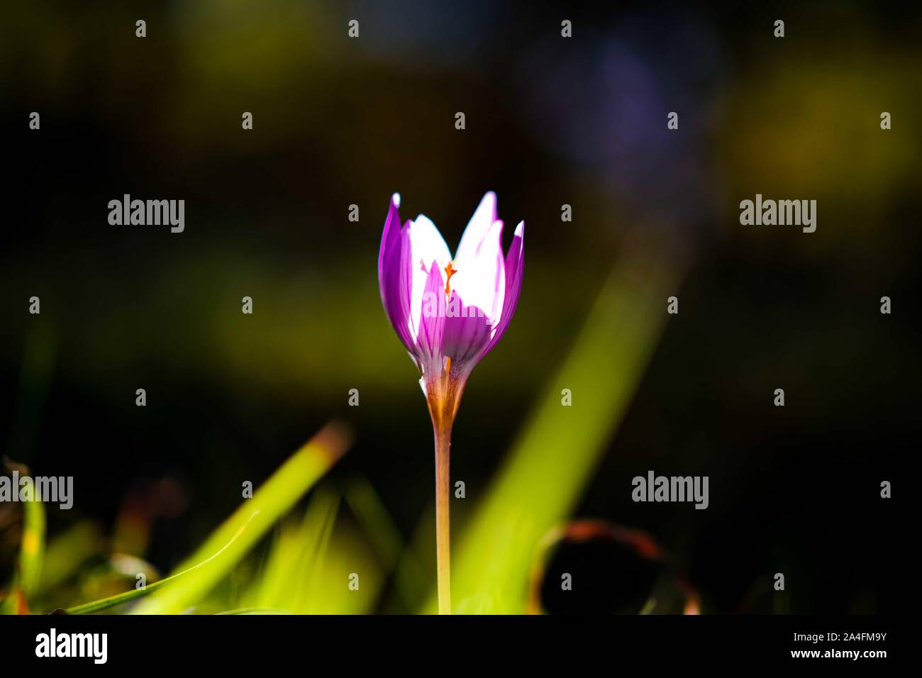 Nice tender lilac flower close-up. Autumn crocus, colchicum autumnale ...