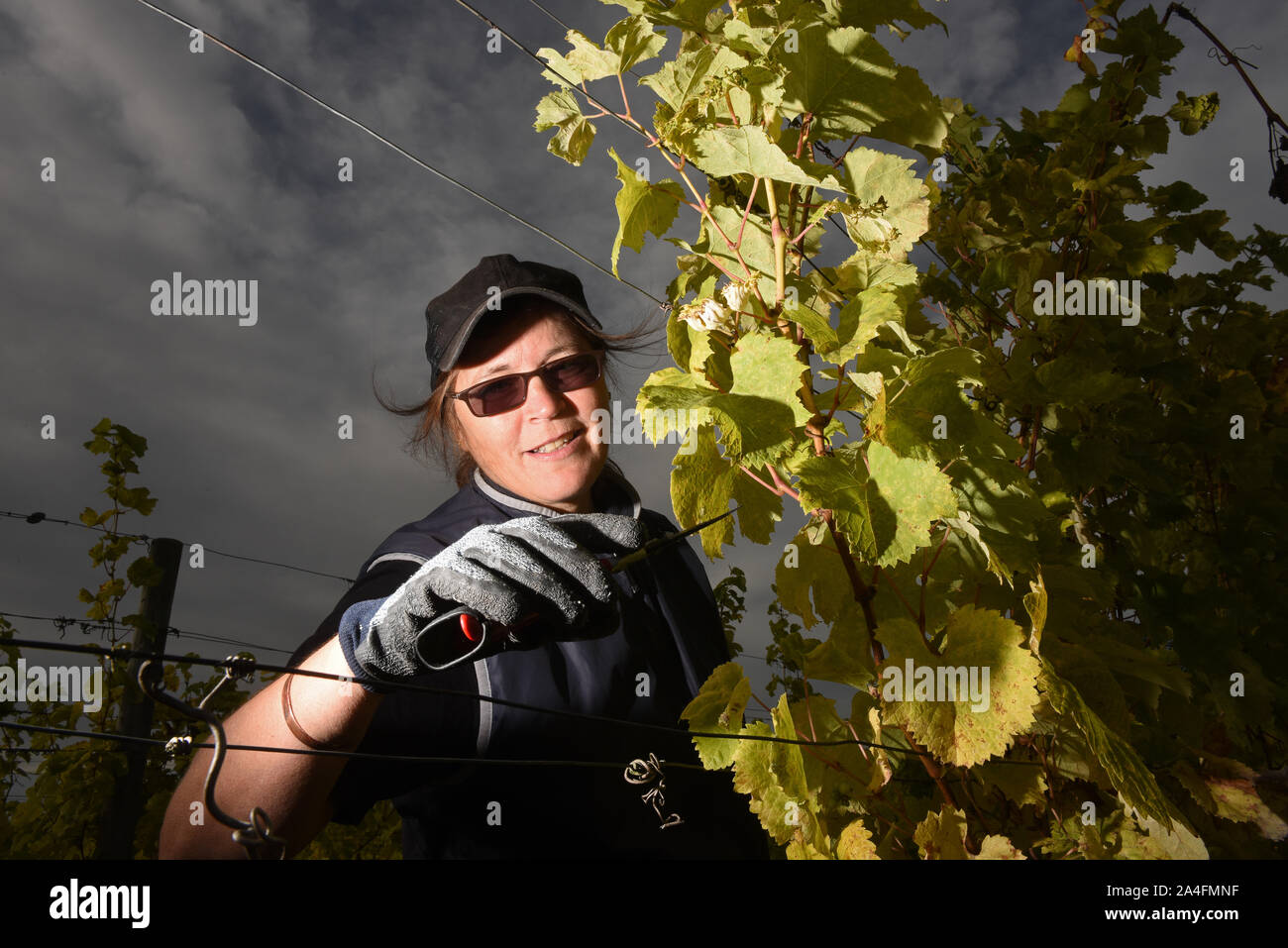 Roman vineyard wroxeter hi-res stock photography and images - Alamy