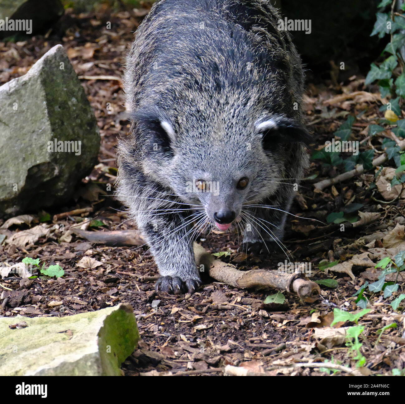 Binturong arctictis bearcat large hi-res stock photography and images ...