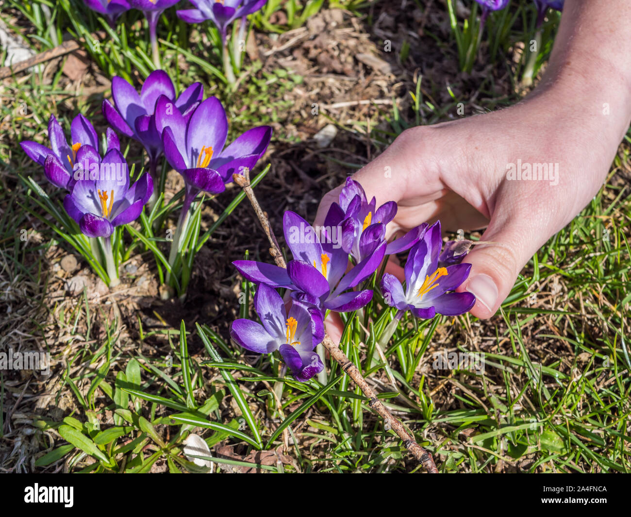 Saffron crocus harvest hand hi-res stock photography and images - Alamy
