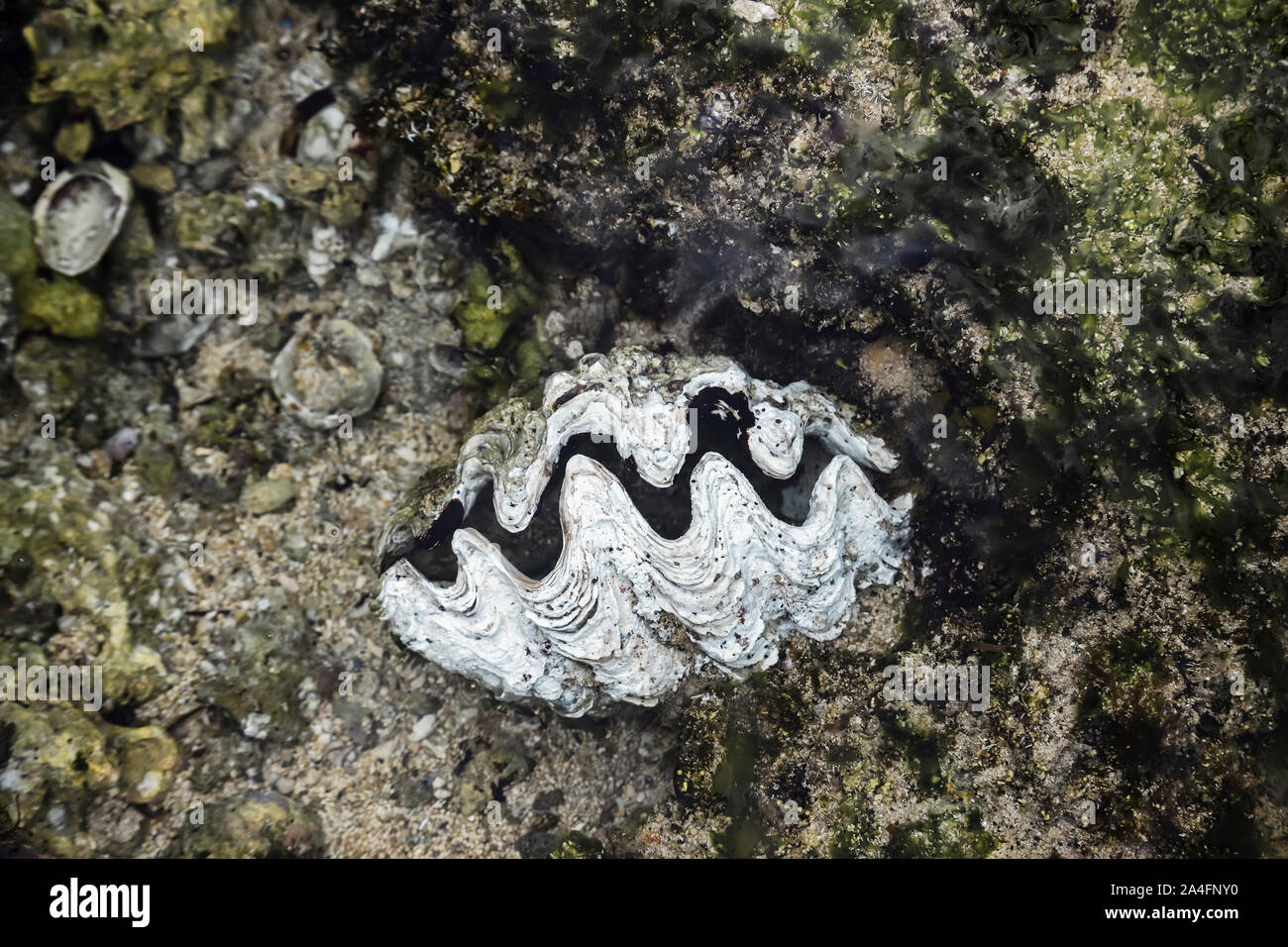 Indian Ocean Shell Beach High Resolution Stock Photography and Images ...