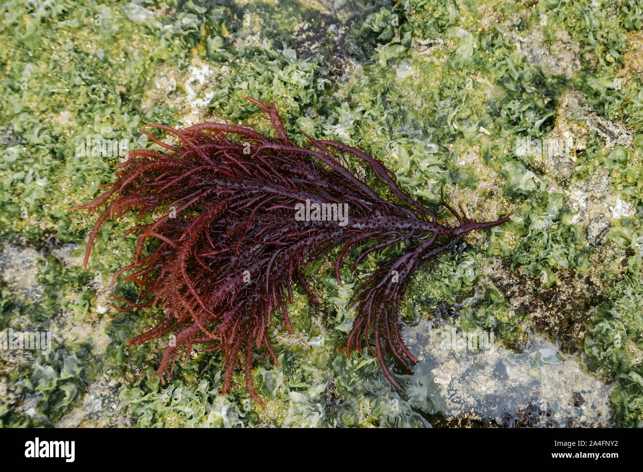 Seaweed color image hi-res stock photography and images - Alamy