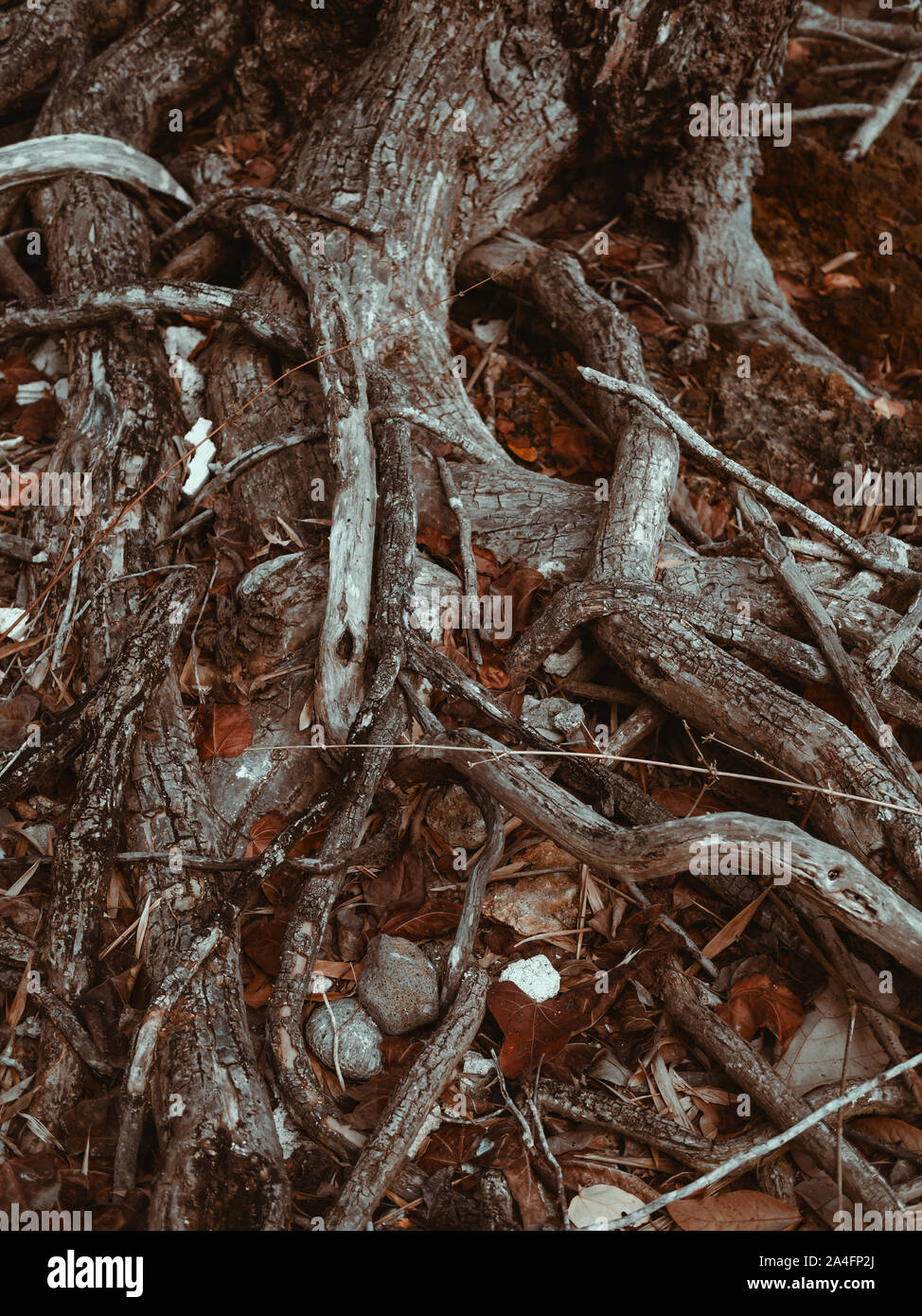 Roots of change hi-res stock photography and images - Alamy