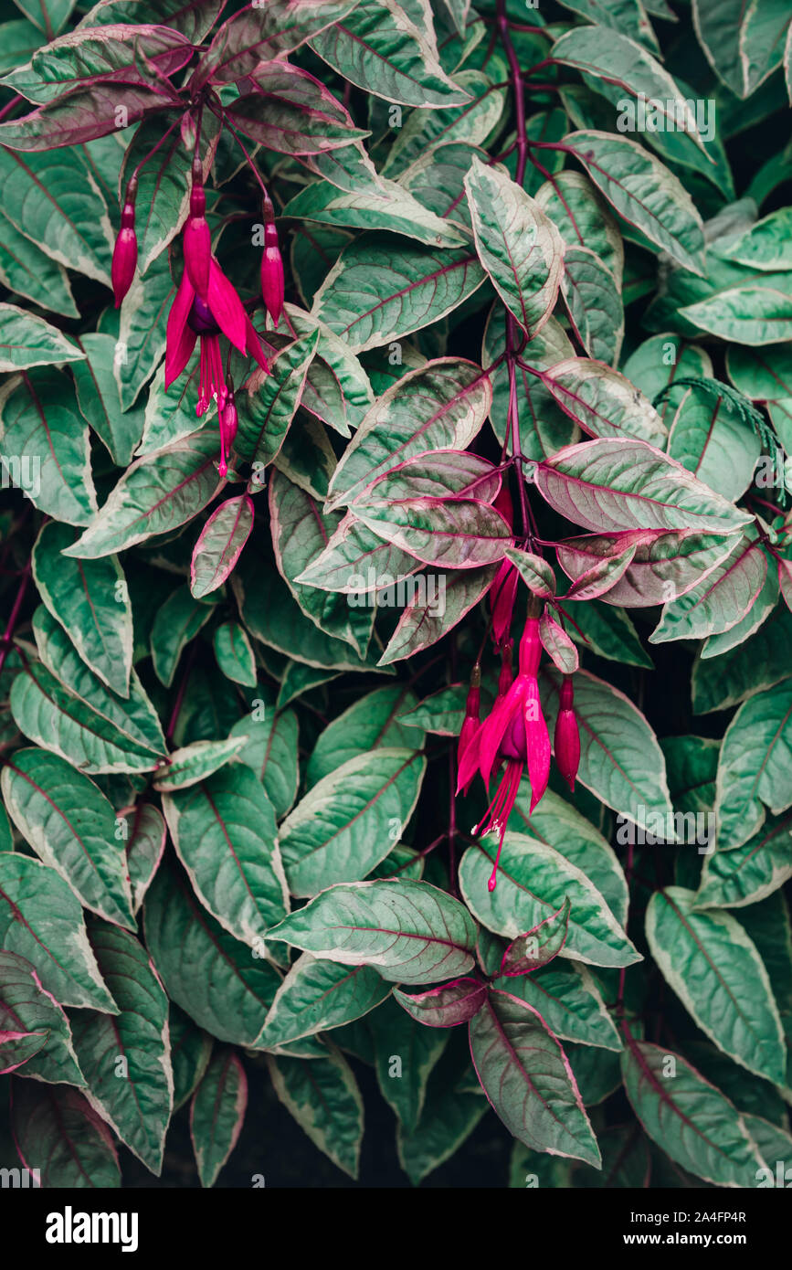 Fuchsia leaves and flowers texture, dark background Stock Photo - Alamy