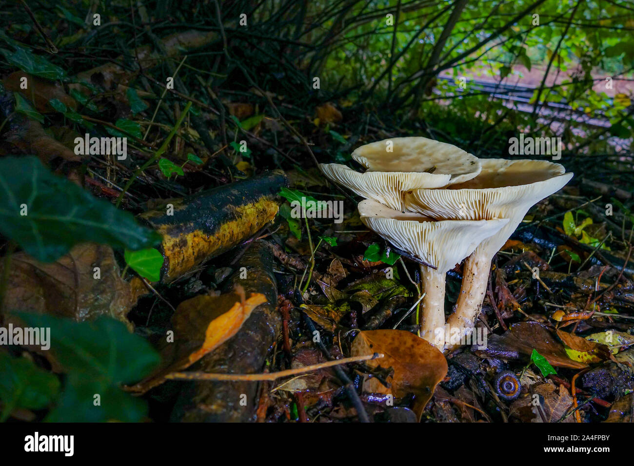 Tall Toadstools High Resolution Stock Photography and Images - Alamy