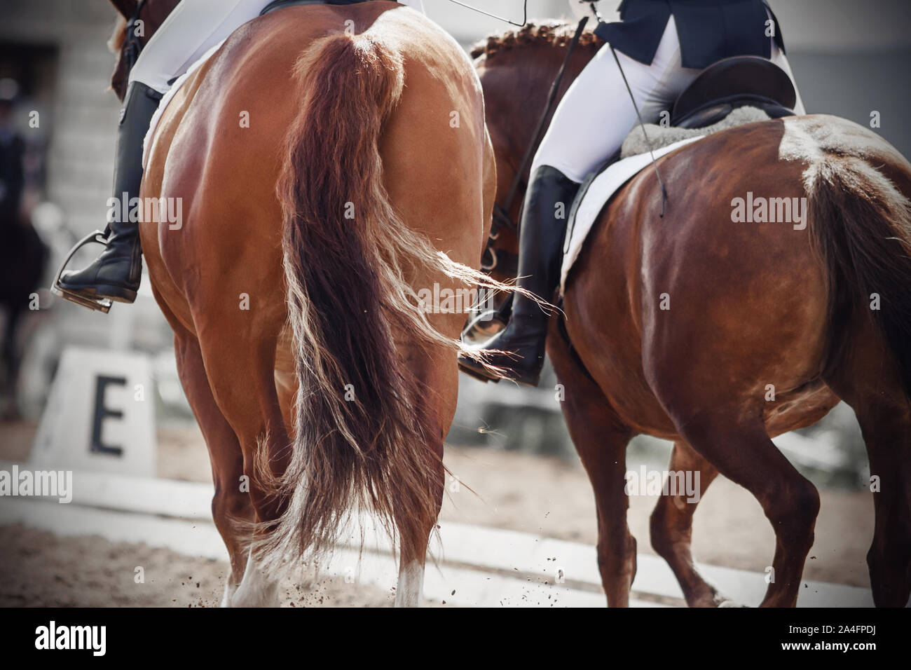 Horse on two legs animal hi-res stock photography and images - Alamy