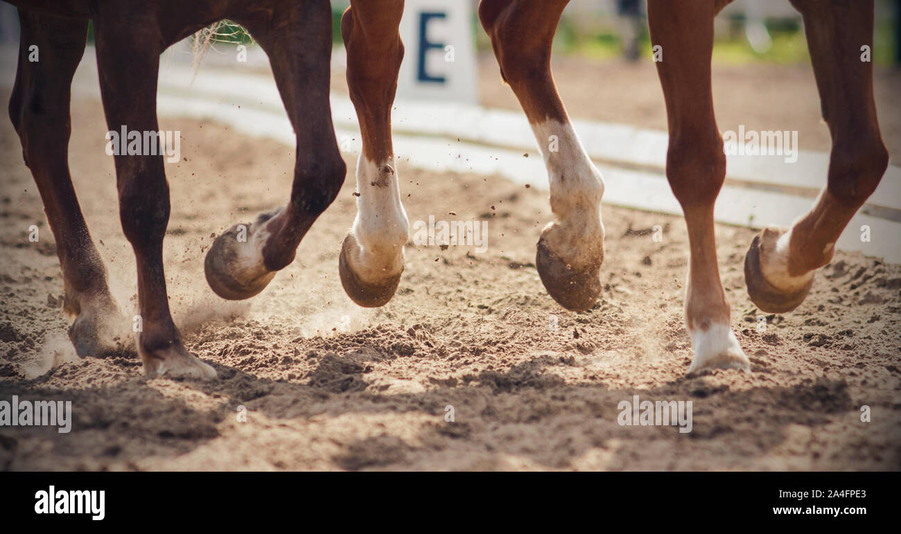 The legs of two horses galloping together across a sandy arena that ...