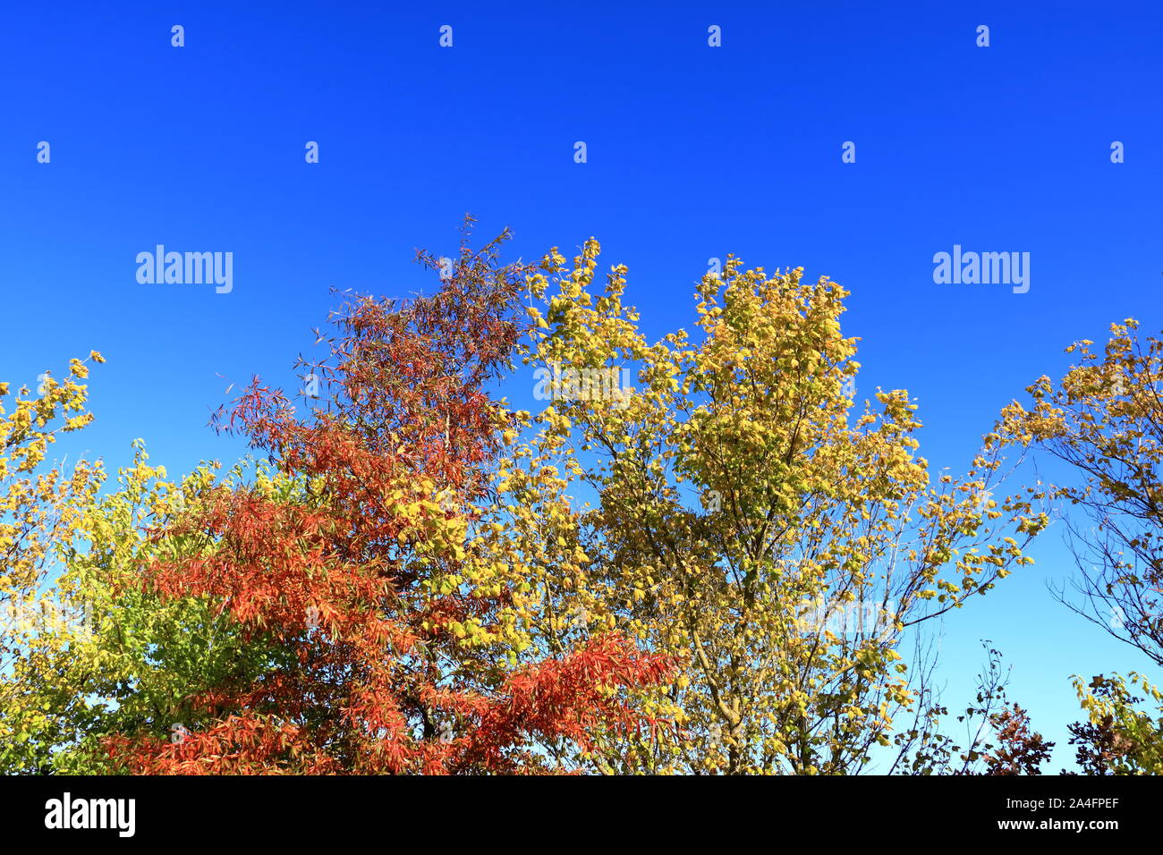 Autumn leaves with blue sky background Stock Photo - Alamy