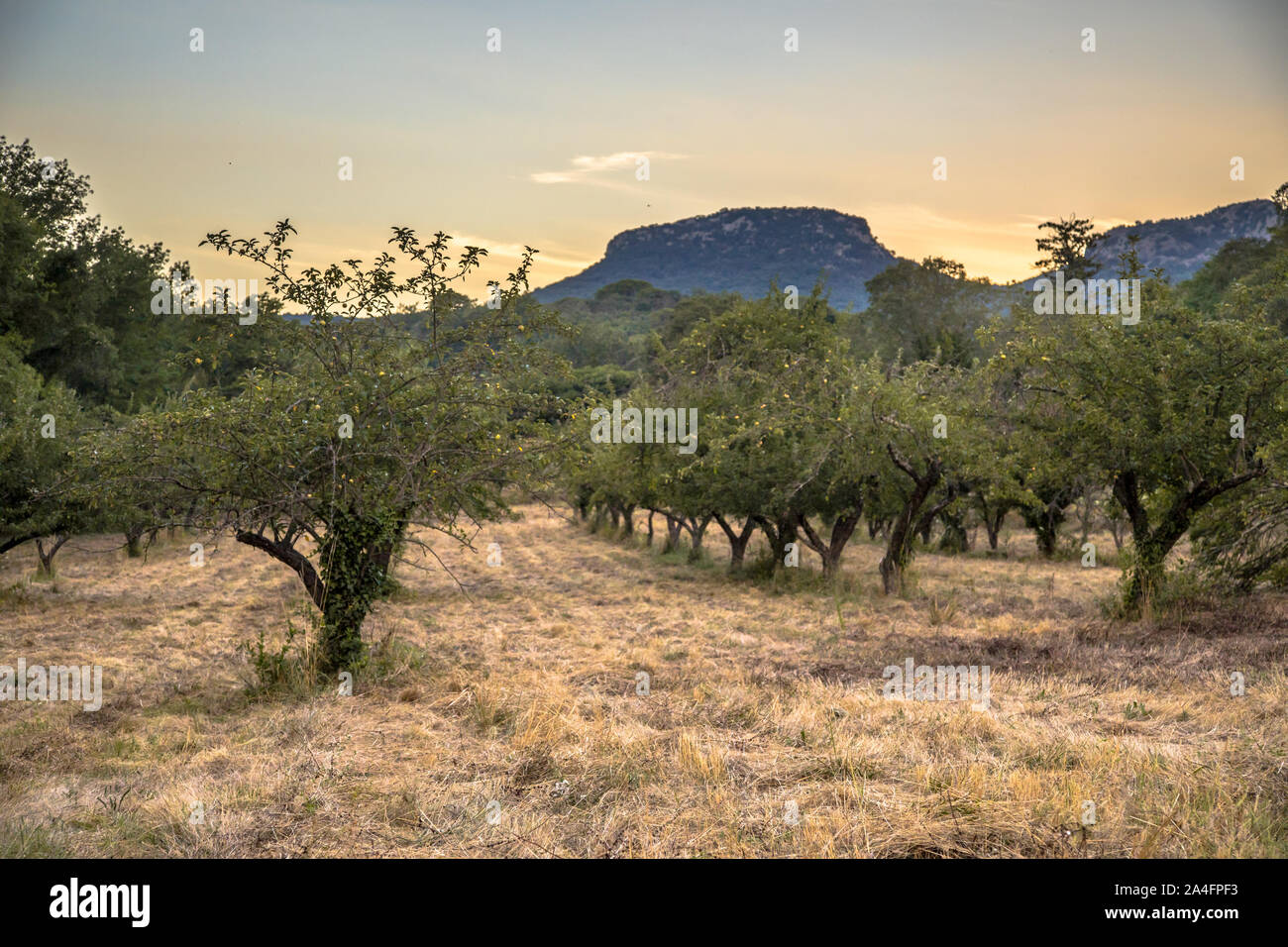 Ecological orchard hi-res stock photography and images - Alamy