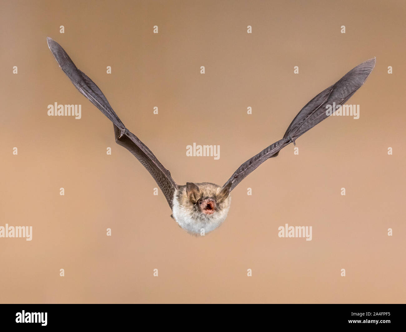 Flying Natterer's bat (Myotis nattereri) action shot of hunting animal ...