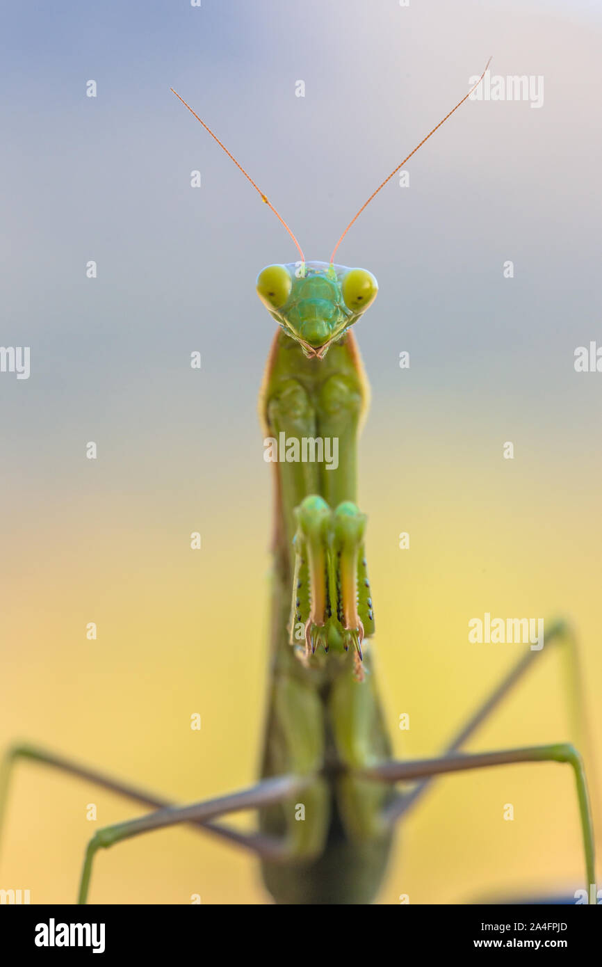 European praying mantis (Mantis religiosa) frontal view Stock Photo - Alamy