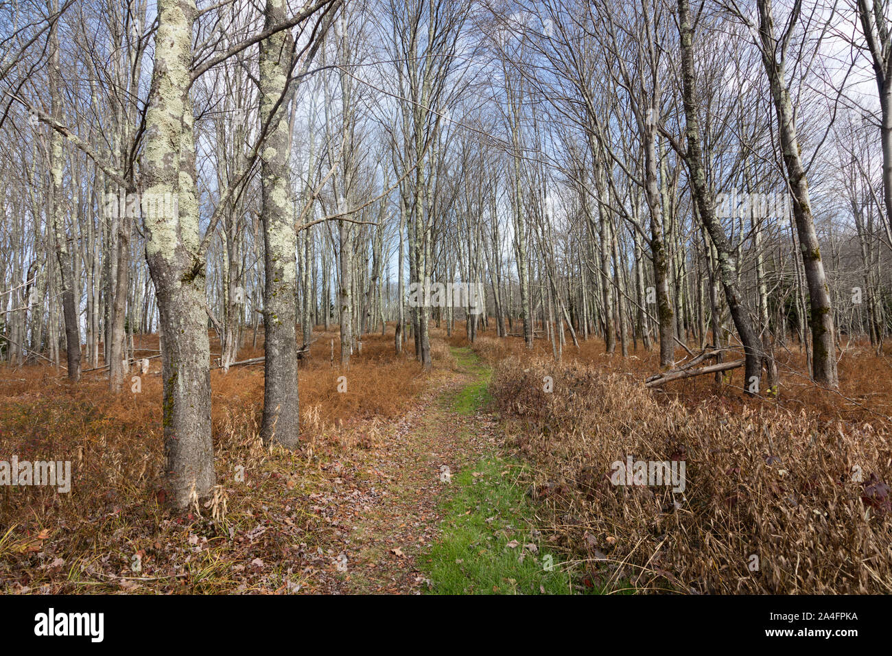 Trail at the site of the Cheat Summit Fort, atop Cheat Mountain in the ...