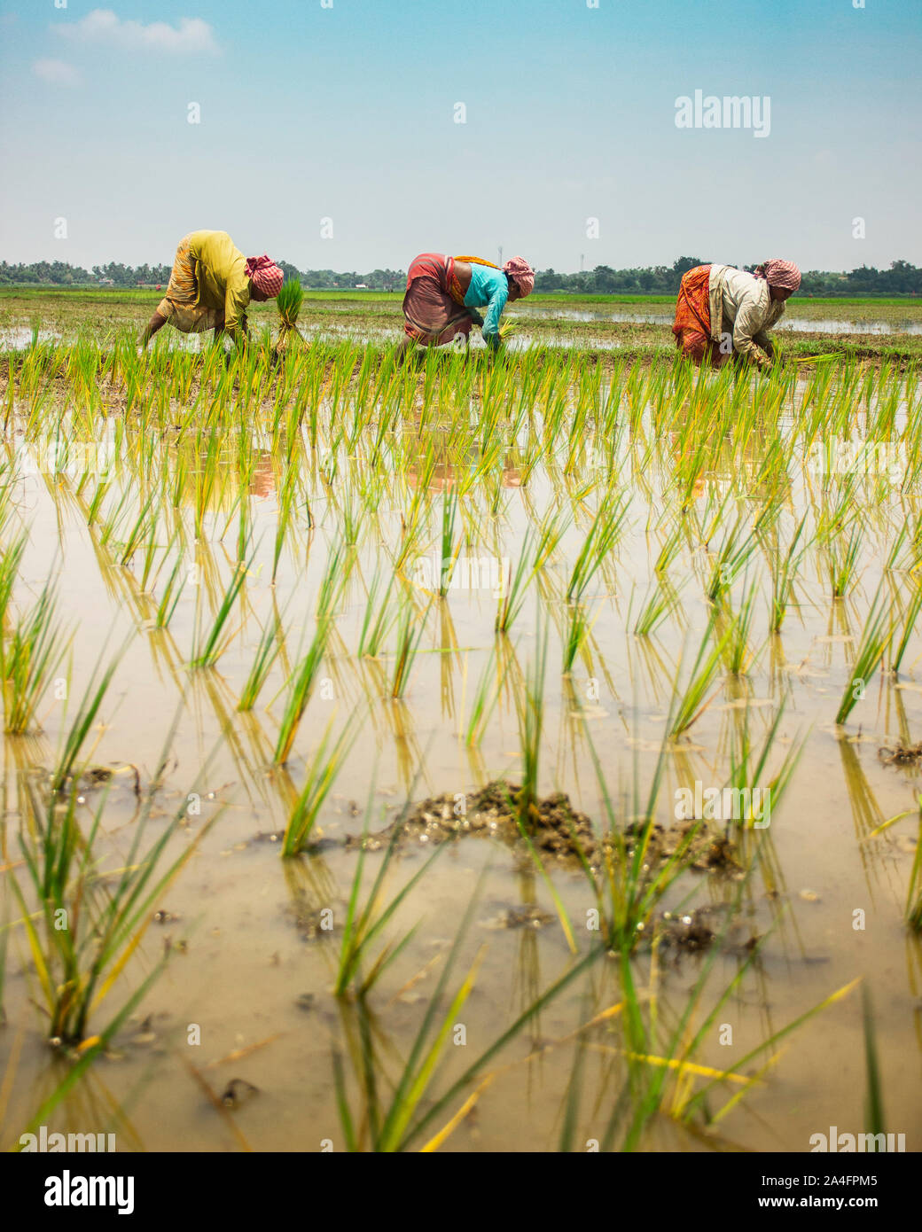 Working Indian Women Stock Photo - Alamy