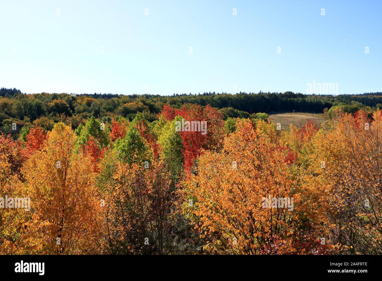 Autumn leaves with blue sky background Stock Photo - Alamy
