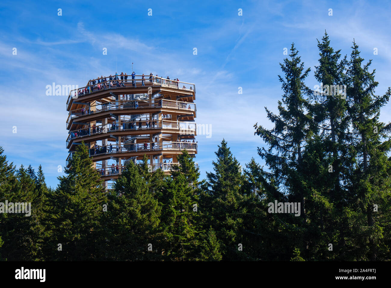 Forest canopy tower and walkway, footpath above treetops, outdoor ...