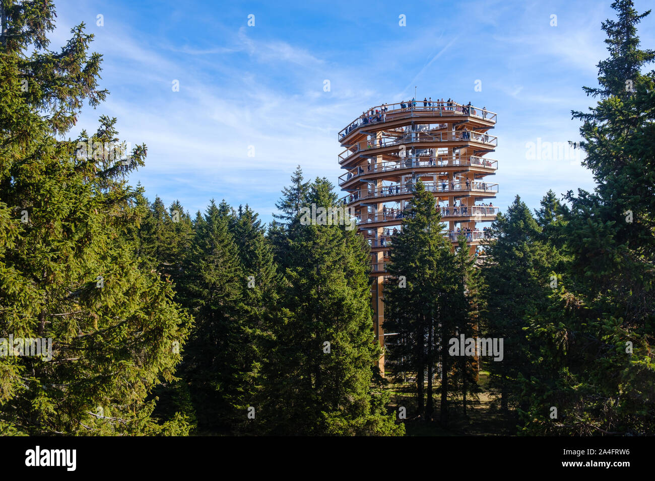 Forest canopy tower and walkway, footpath above treetops, outdoor ...