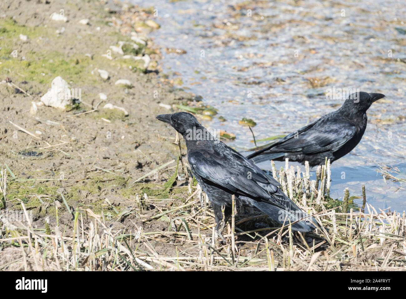 Two Carrion Crows (Corvus corax Stock Photo - Alamy