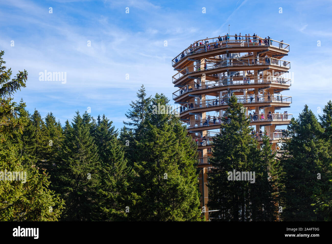 Forest canopy tower and walkway, footpath above treetops, outdoor ...
