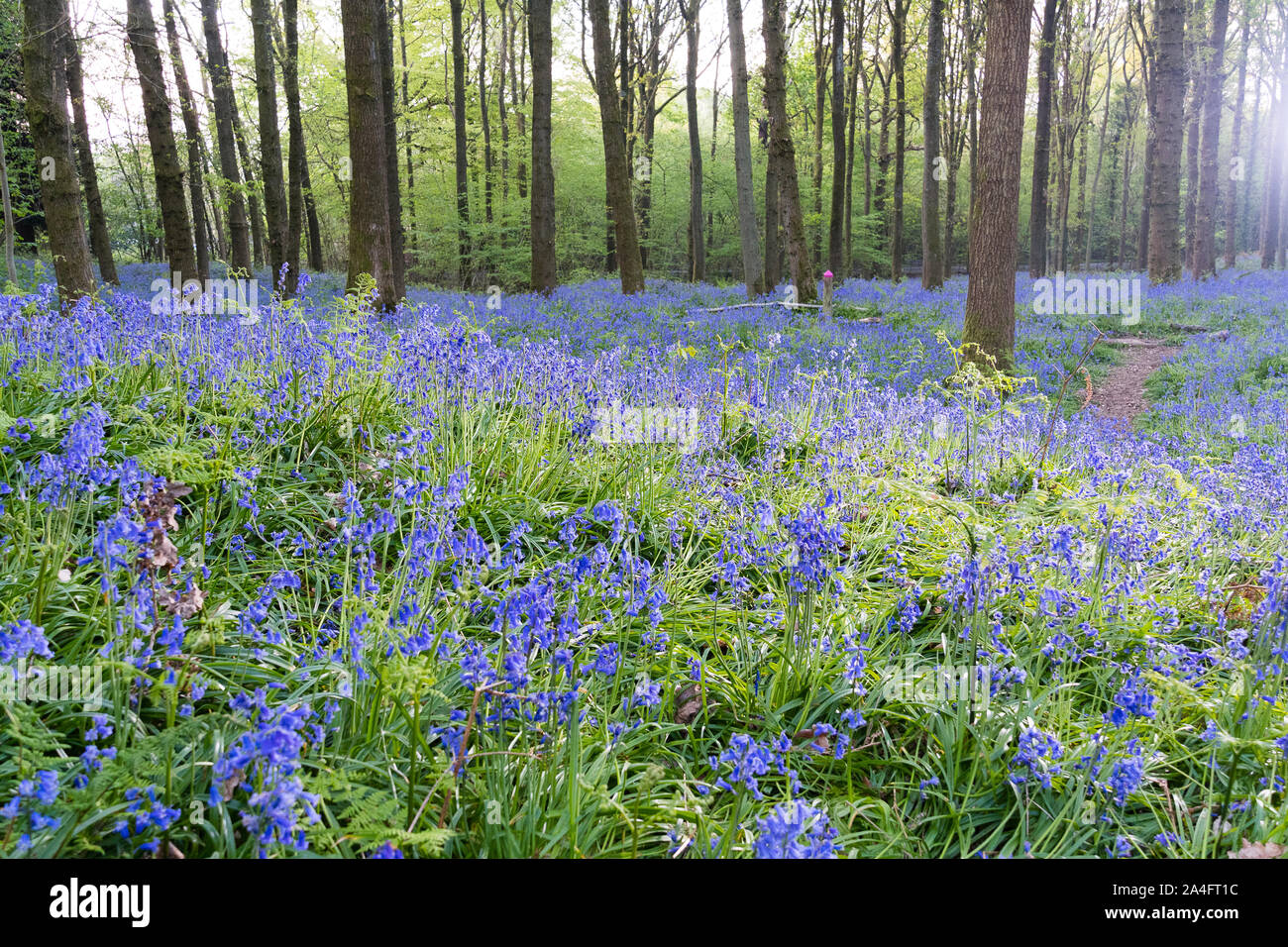 Dorking, UK. Spectacular bluebell display in Surrey woods Stock Photo ...