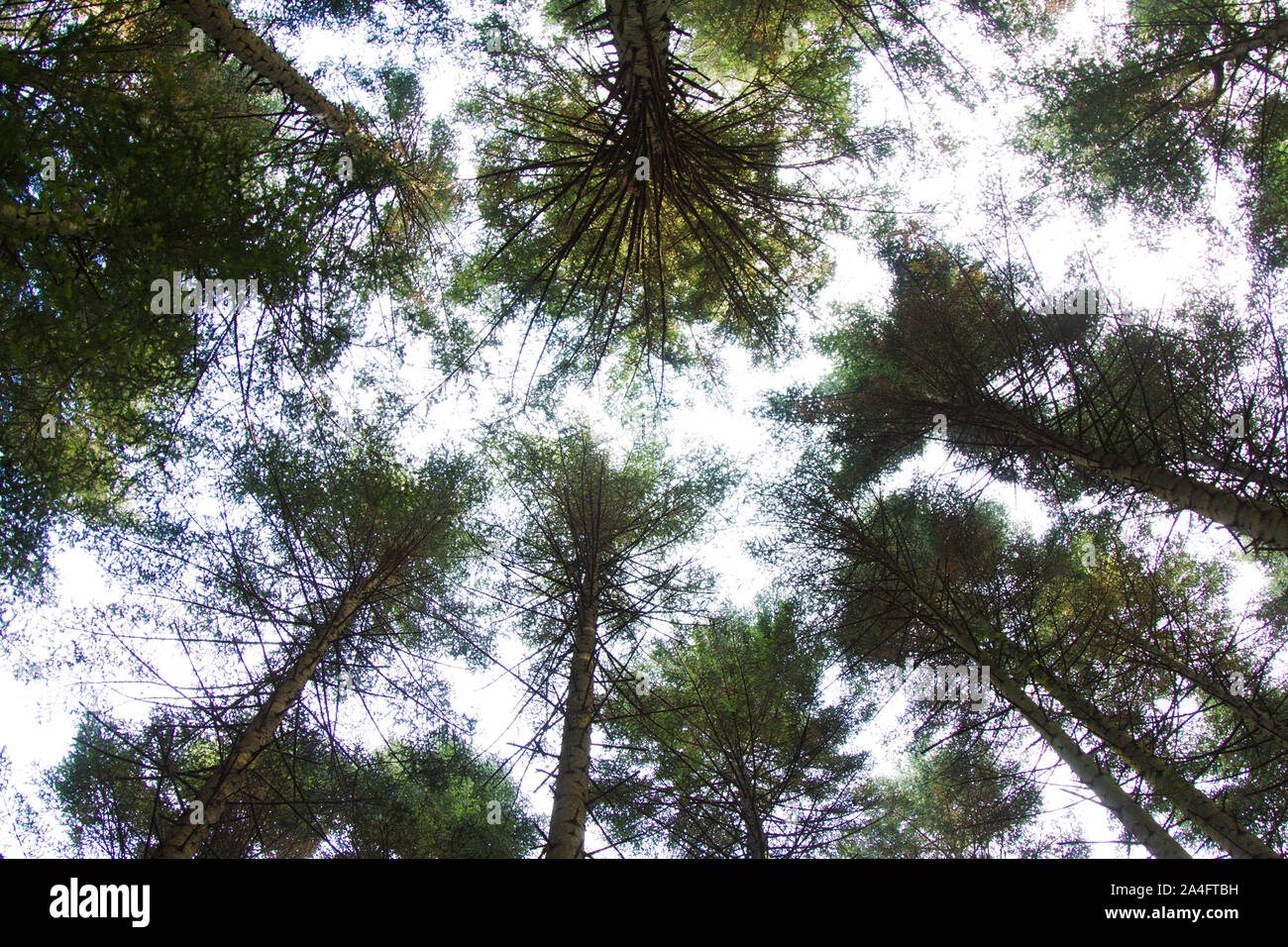 The nature of the Omberg Ekopark. Pine Forest.Photo Jeppe Gustafsson ...