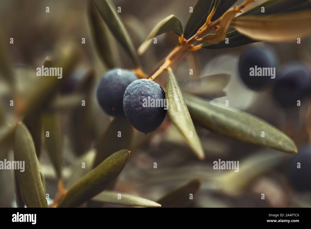 Black olives tree background, closeup photo of a branch with ripe black ...
