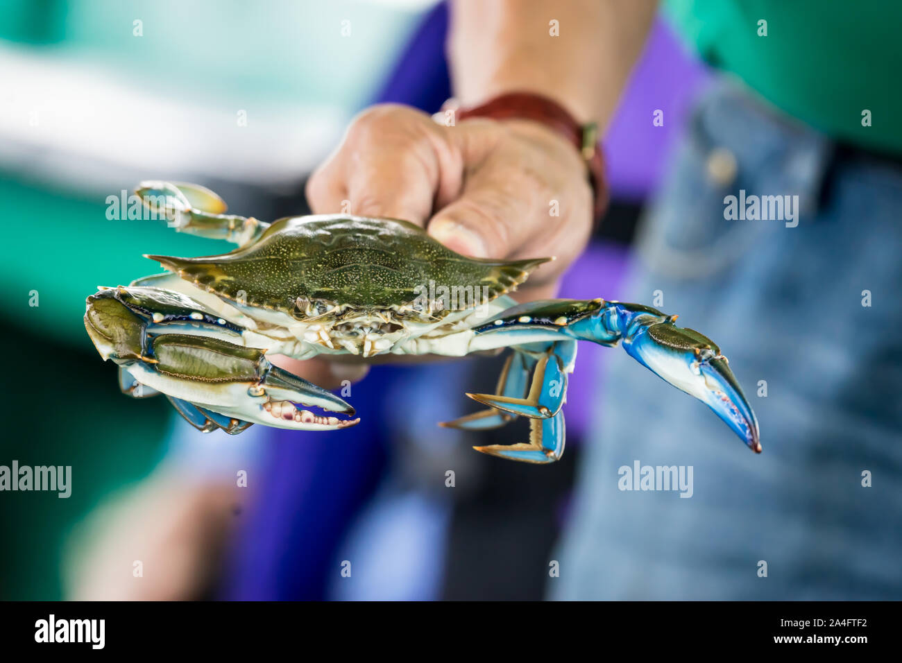 Blue crab callinectes sapidus hi-res stock photography and images - Alamy