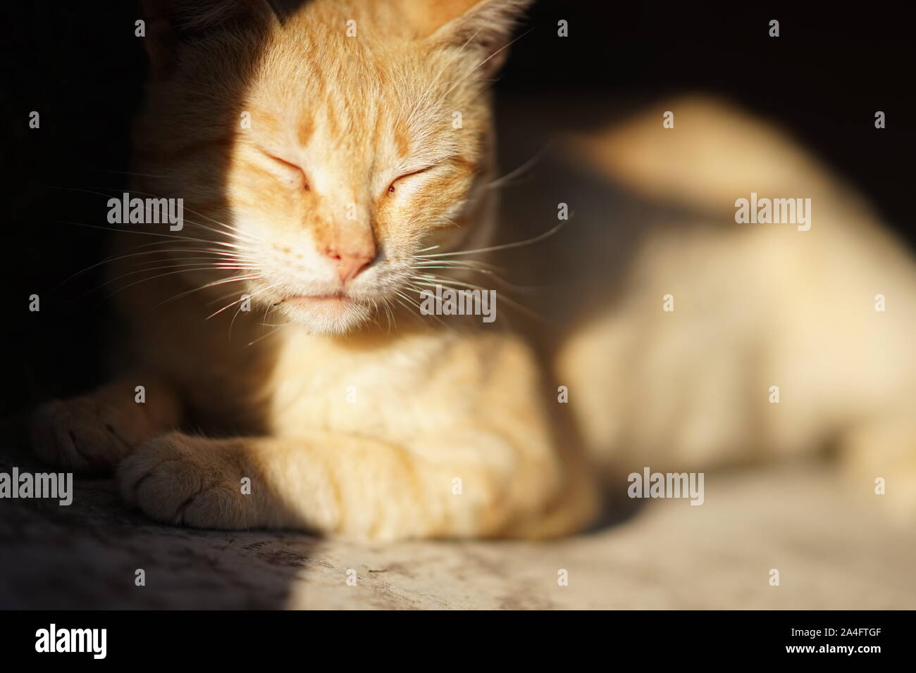 golden cat relax on the bright sun outdoor Stock Photo - Alamy