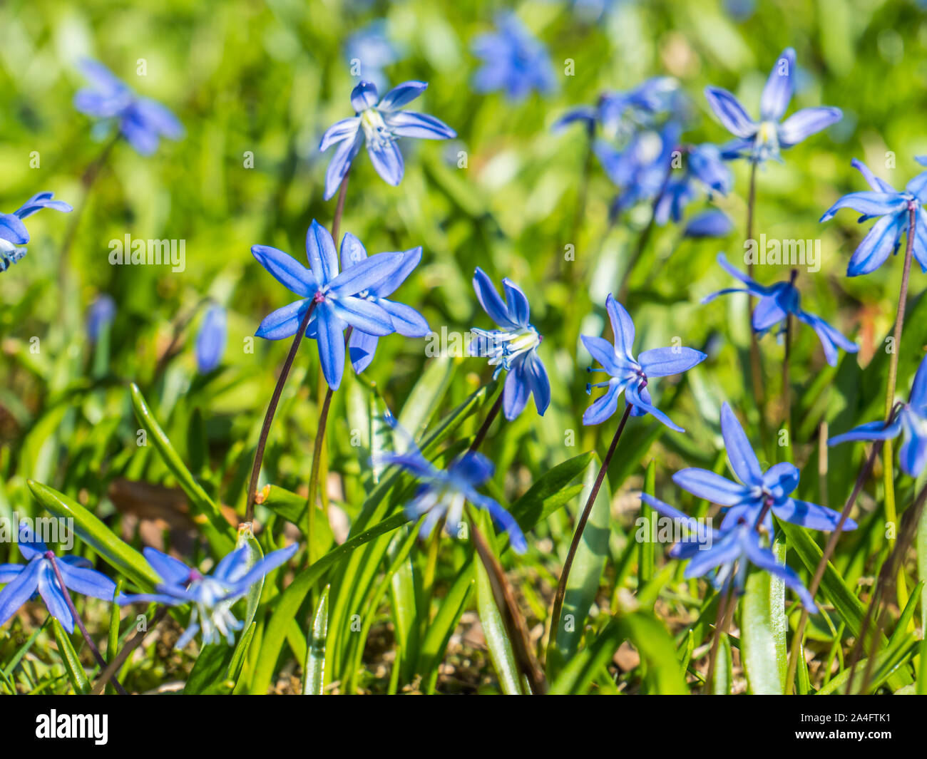Bluestar flower in the Spring Stock Photo - Alamy