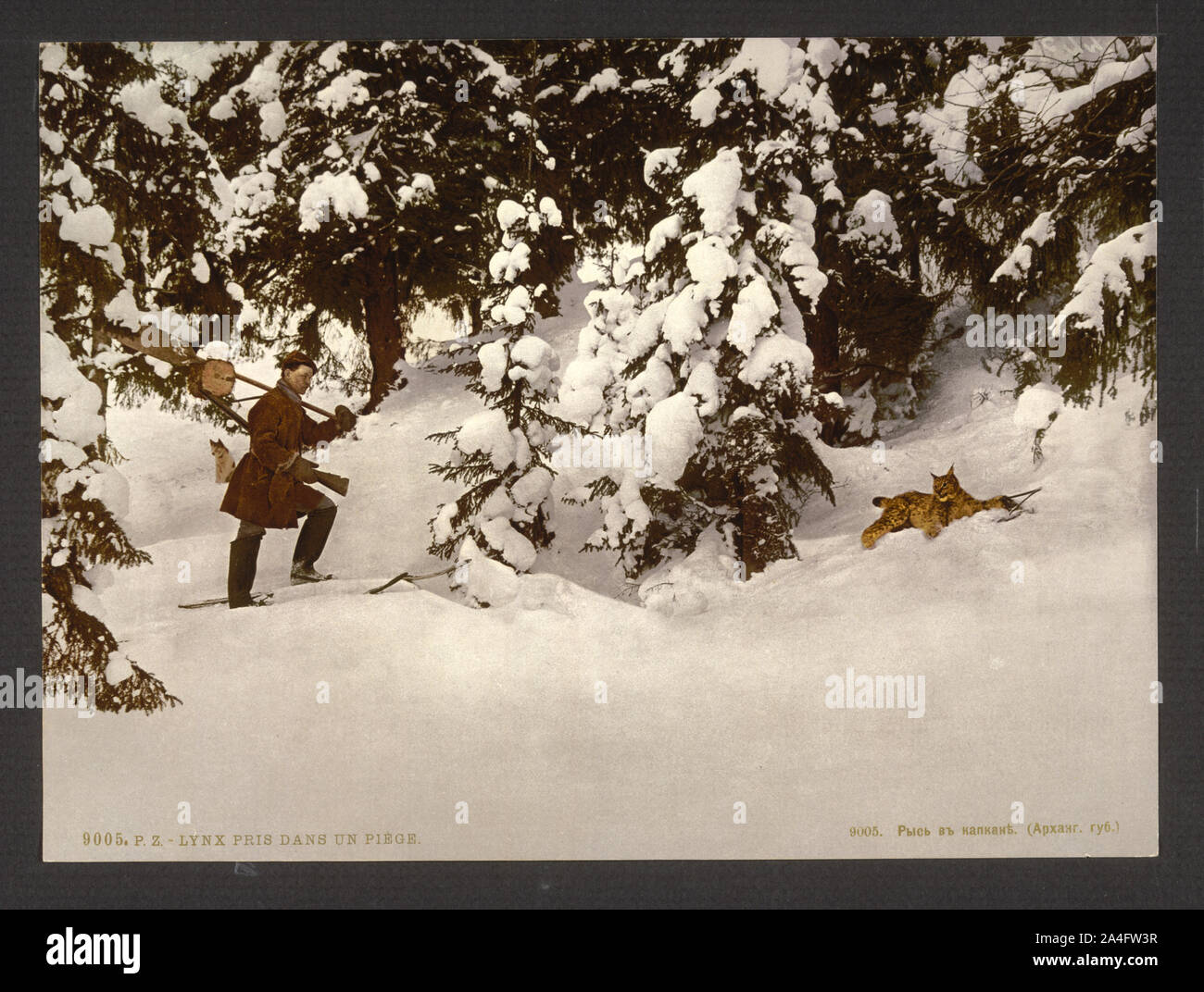 Trapping lynx hi-res stock photography and images - Alamy