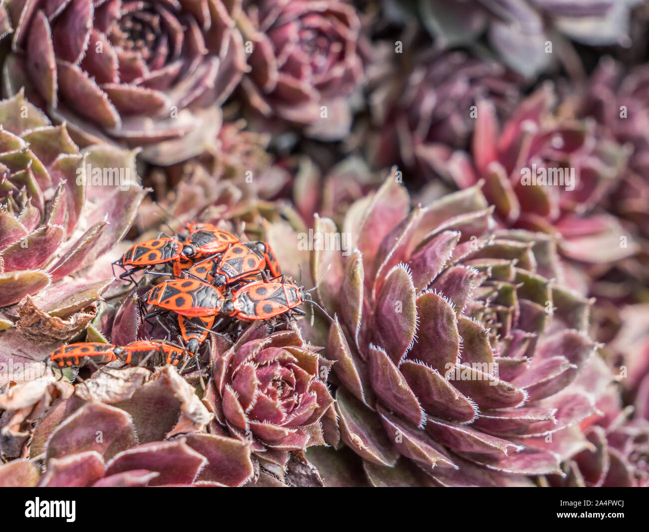 Fire bugs in the Garden Stock Photo - Alamy